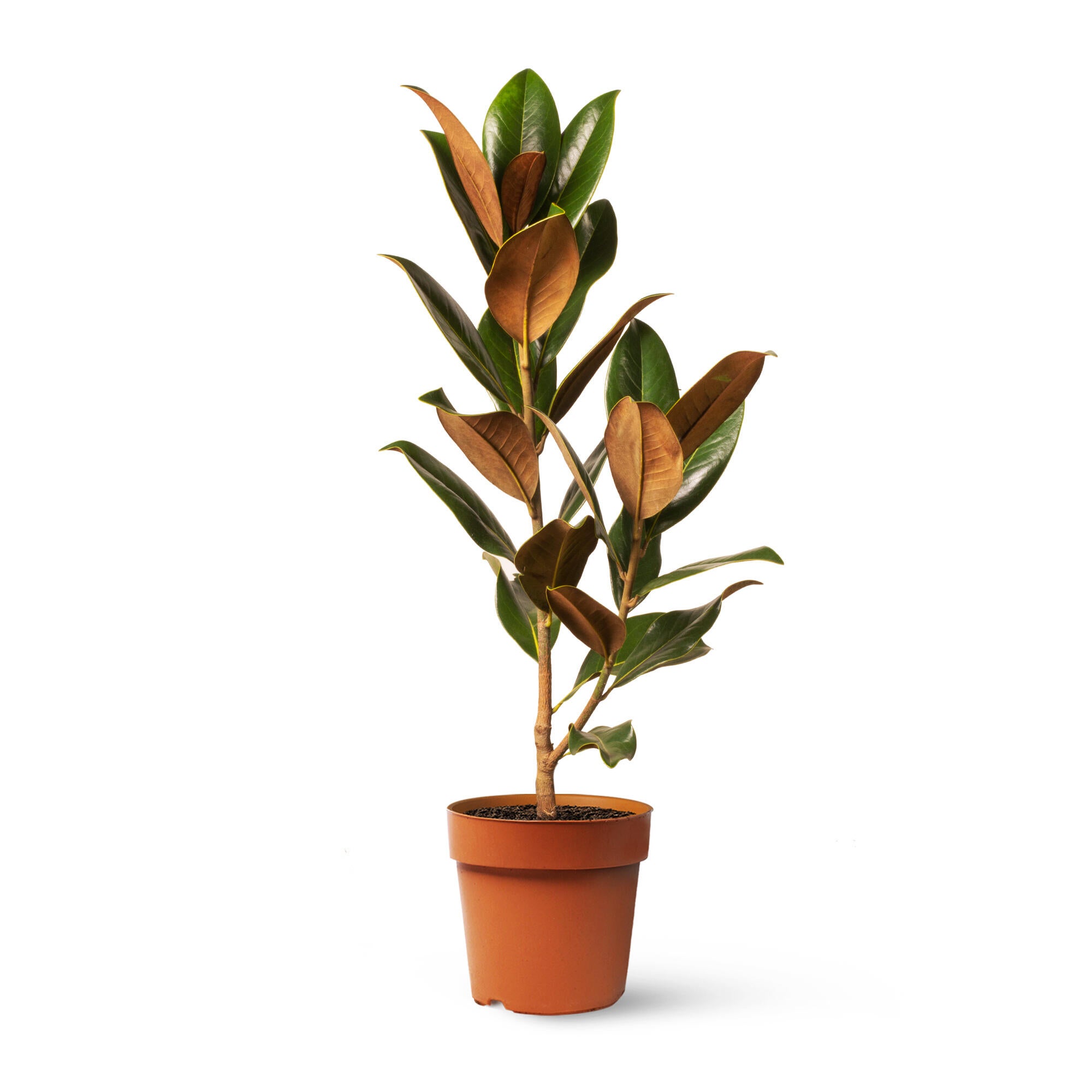 Planta verde magnolia grandiflora blanca en maceta de 27 cm | Leroy Merlin