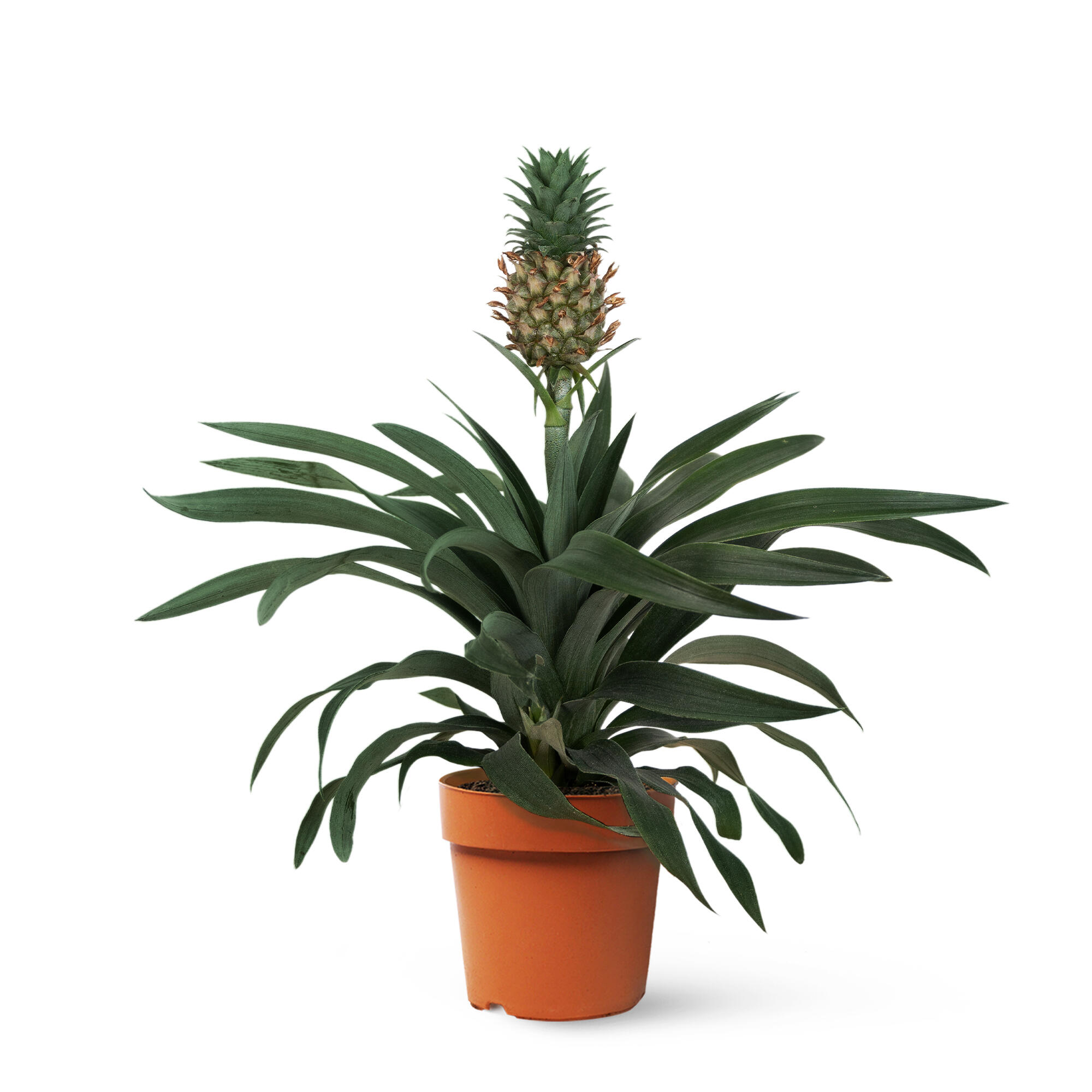 Planta verde Ananas comosus en maceta de 12 cm | Leroy Merlin