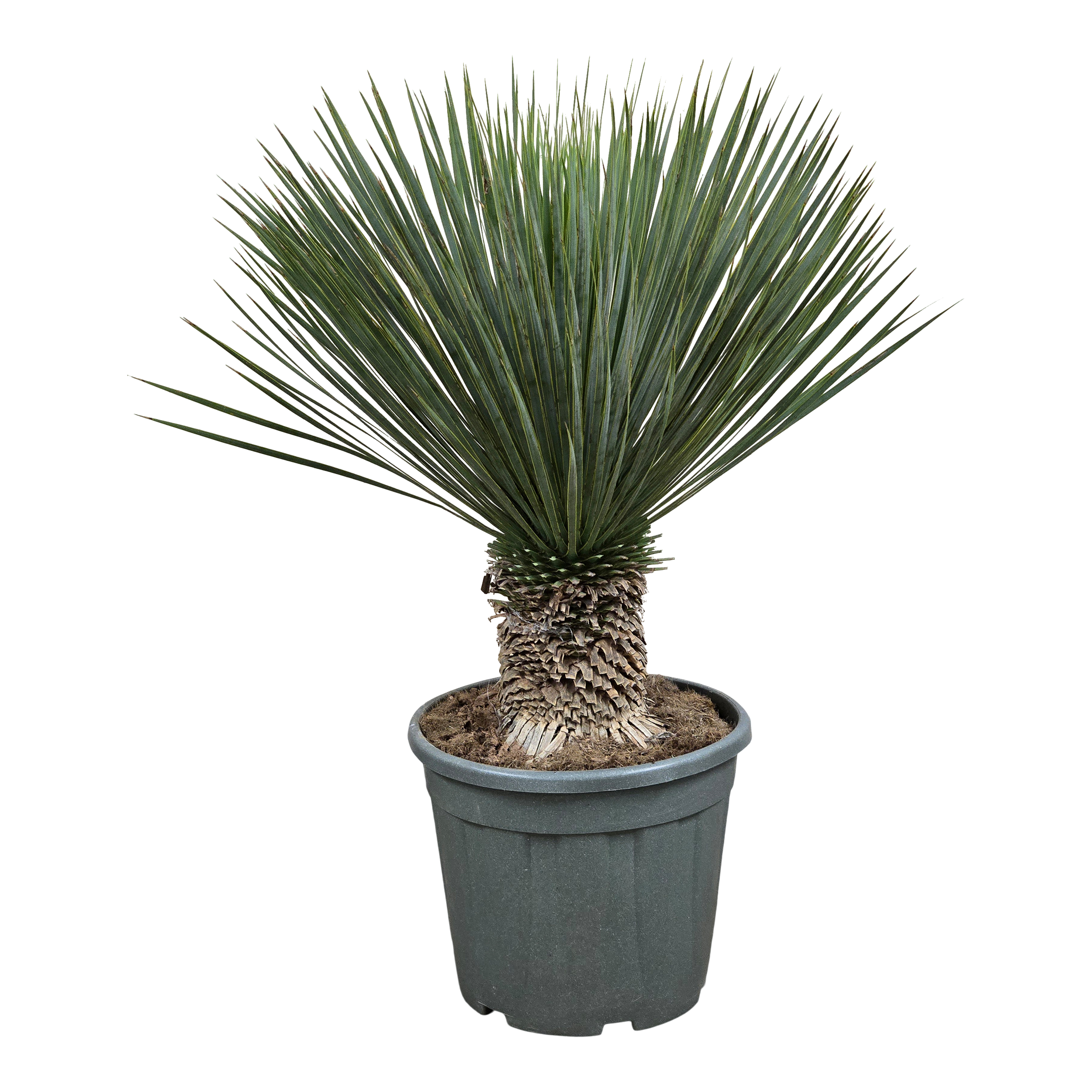 Juka Rostrata 150-170 cm - Leroy Merlin