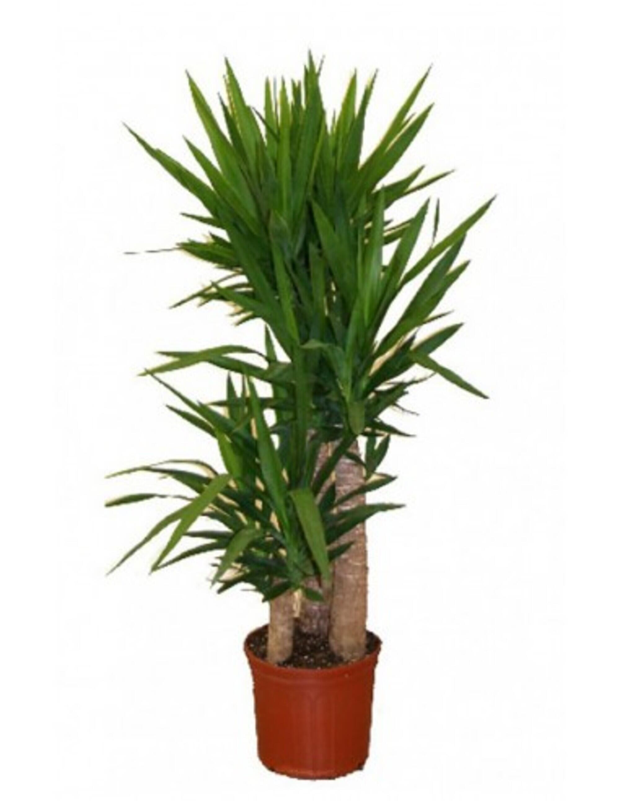 Planta de interior Yucca 3 palos 180 cm | Leroy Merlin