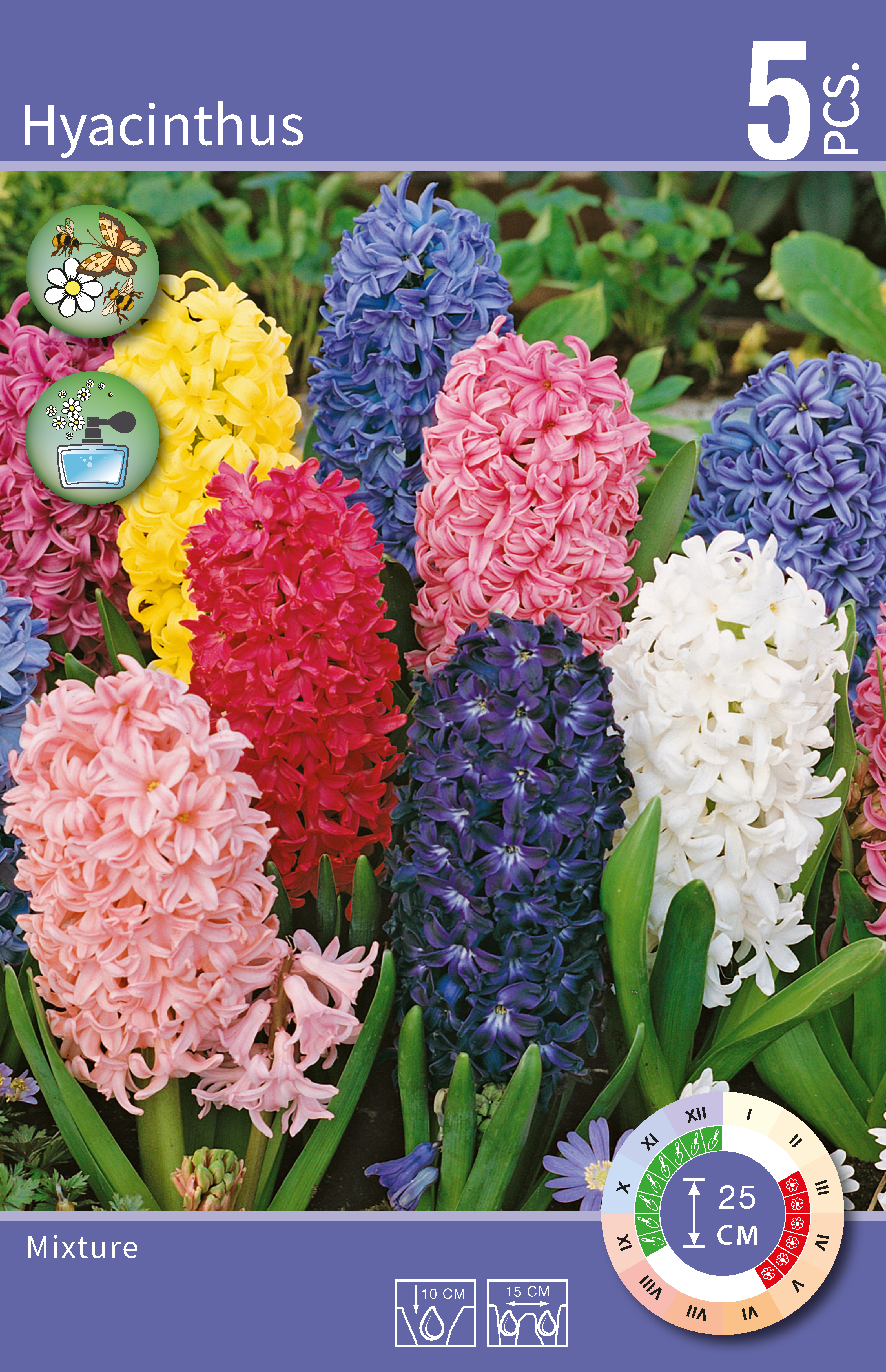 Hiacynt mix 14/+ 5szt. Cebulki kwiatów - Leroy Merlin