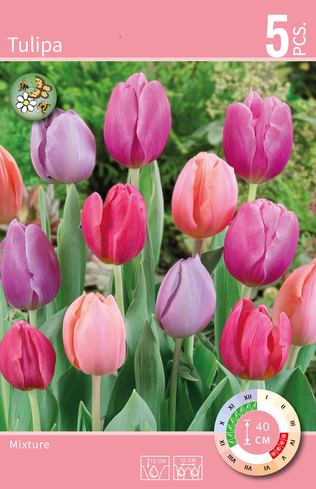 Tulipany cebulki | Leroy Merlin