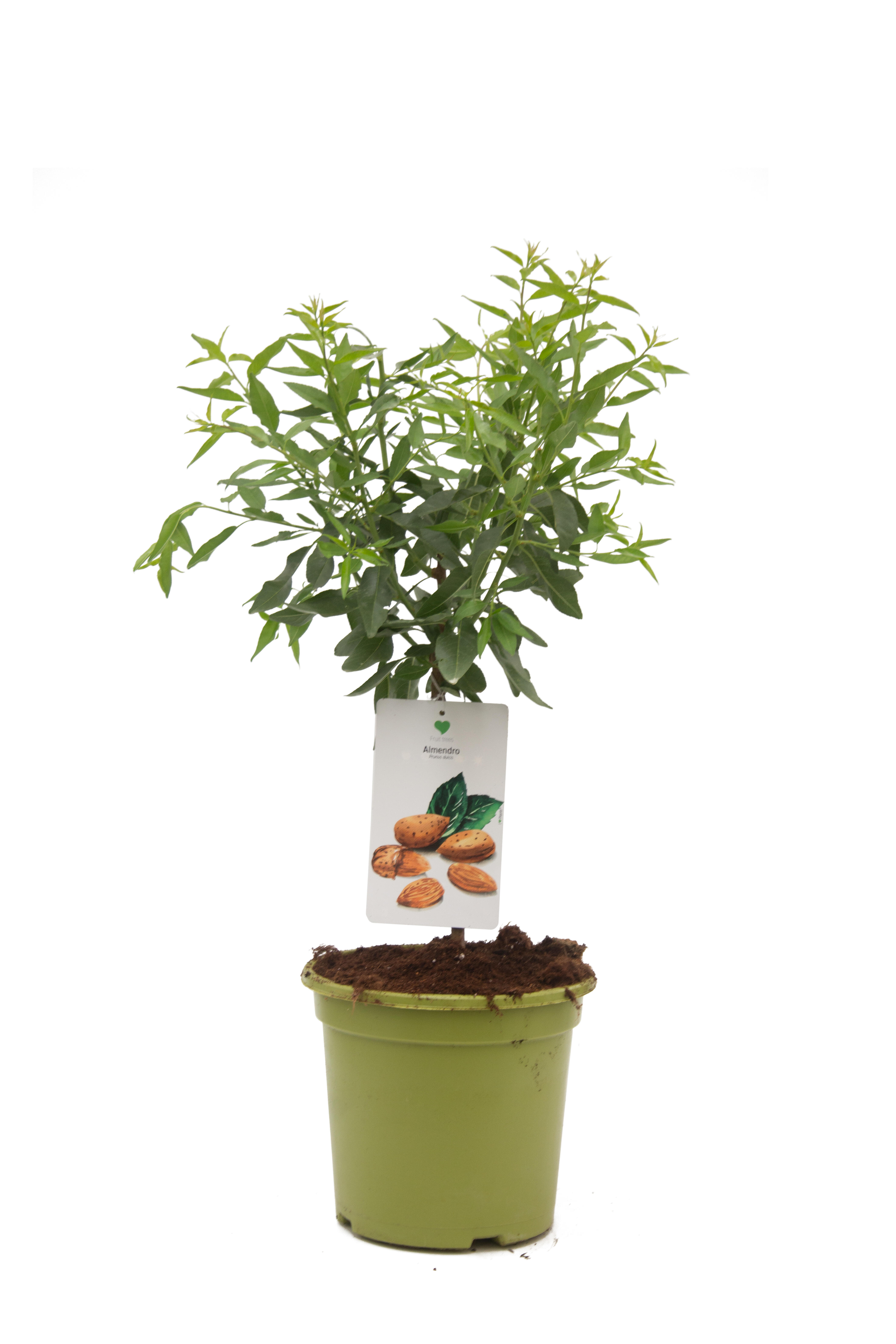 Planta de interior Prunus dulcis (almendro) | Leroy Merlin