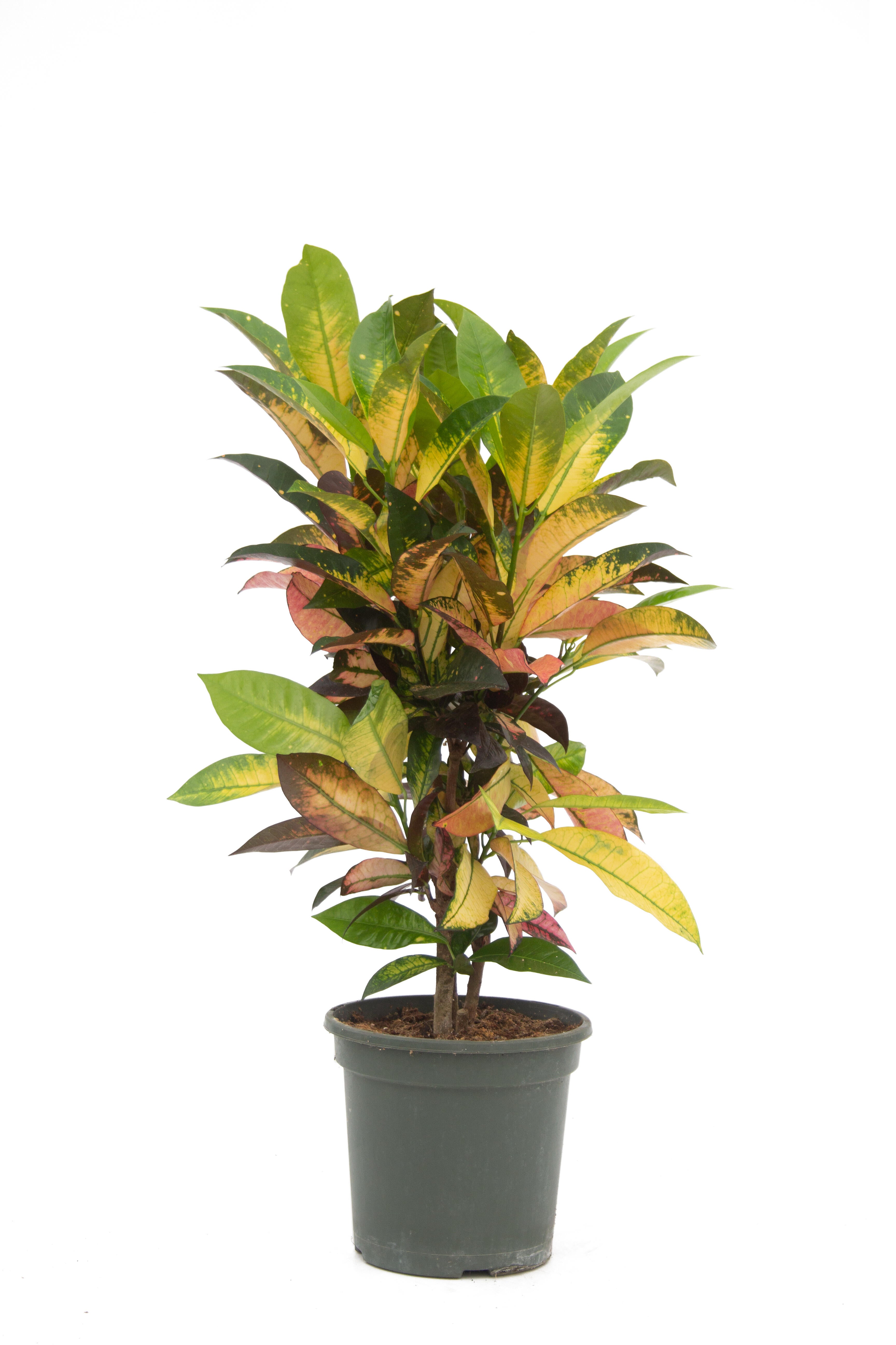 Planta de interior Codiaeum variegatum 'iceton' | Leroy Merlin