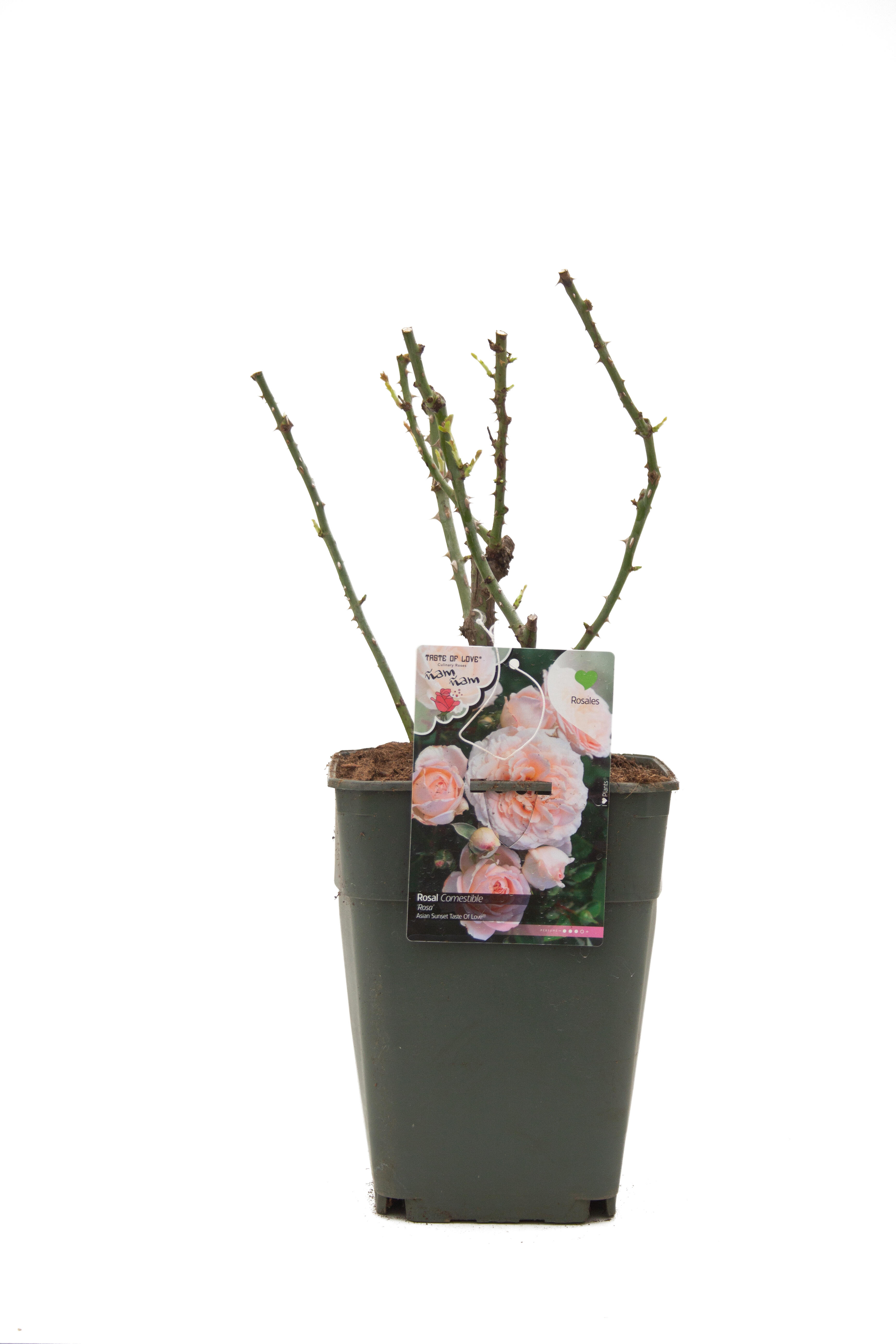 Planta de interior Rosa 'taste of love'® (comestible) | Leroy Merlin