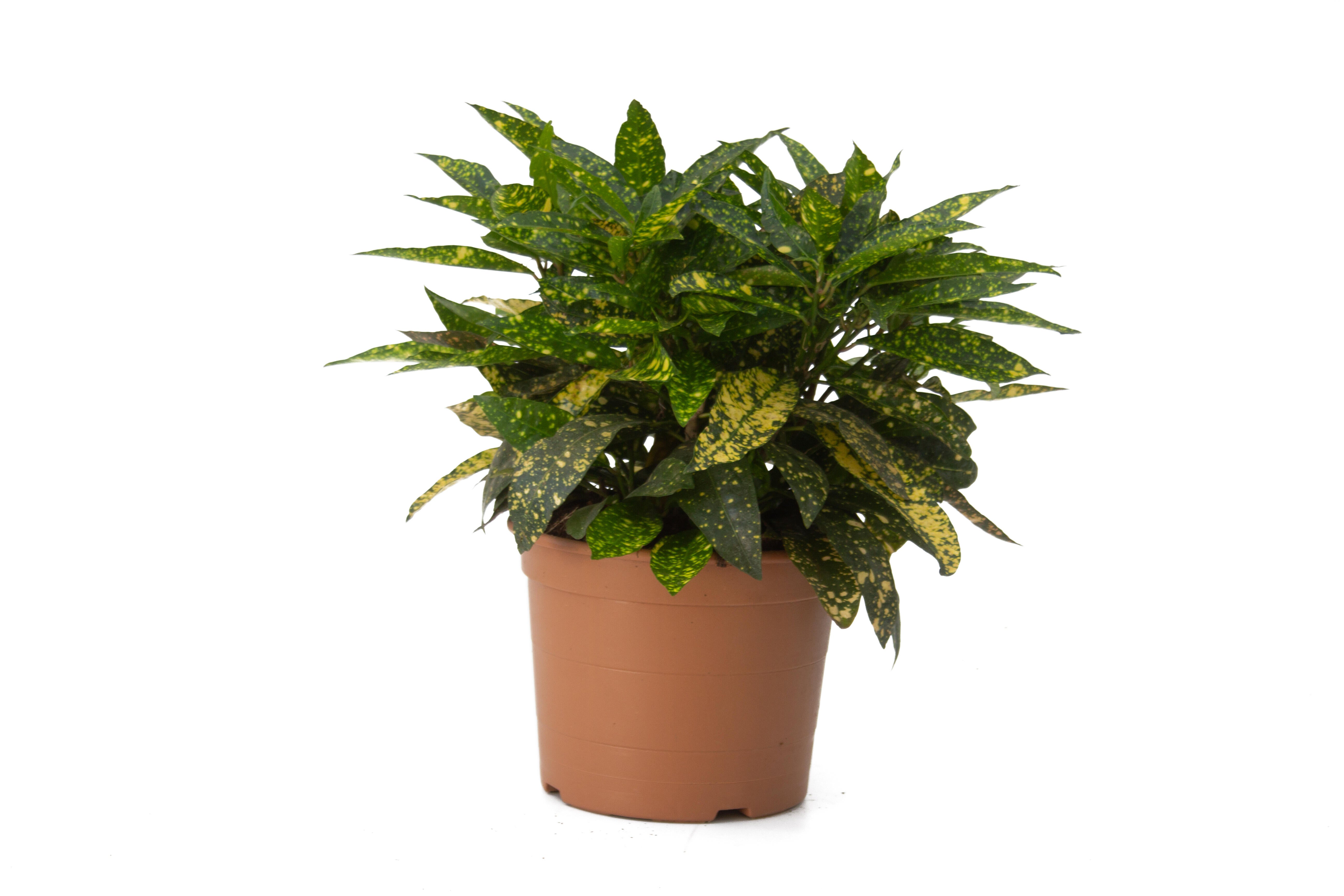 Planta de interior Codiaeum variegatum 'pictum' | Leroy Merlin