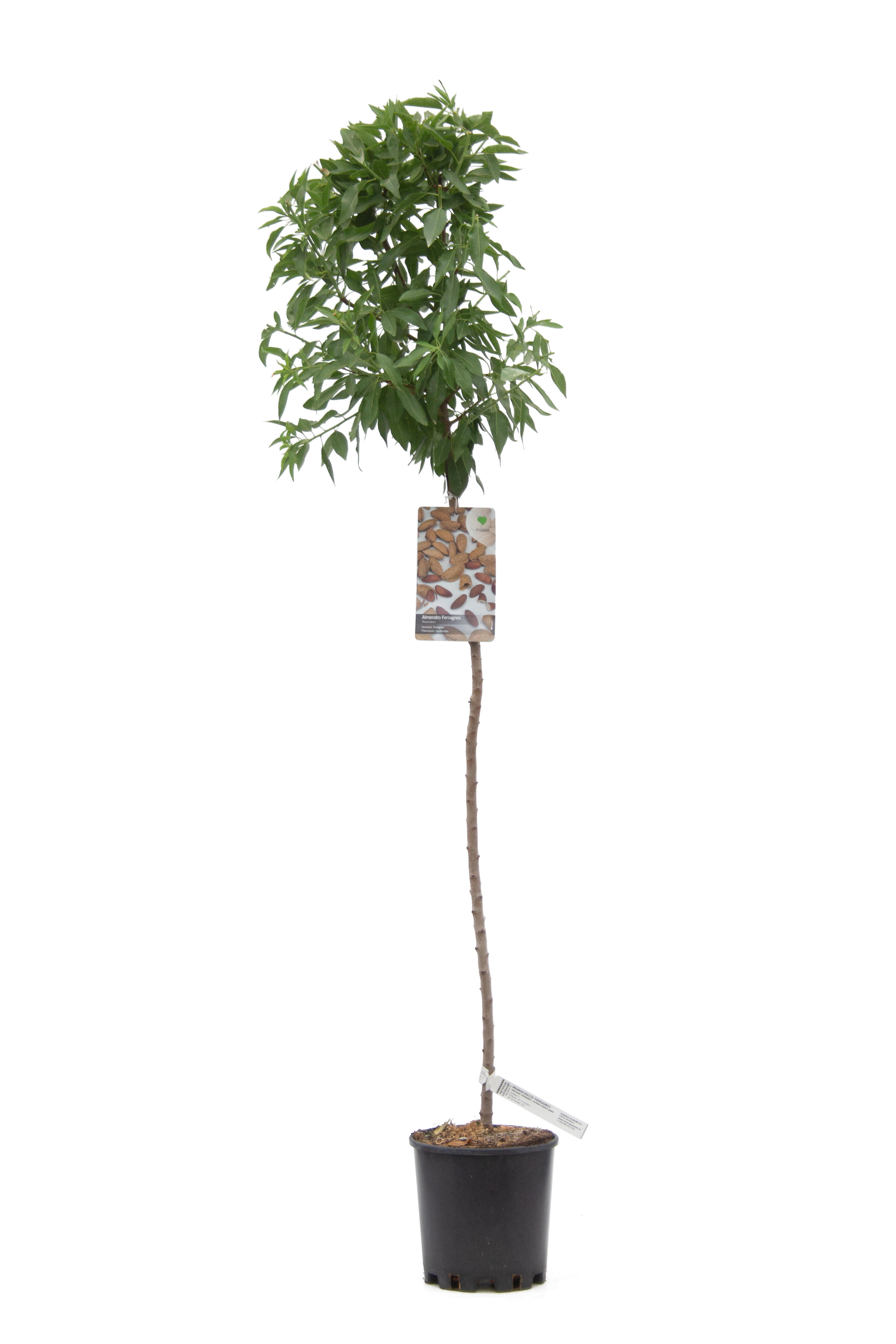 Planta de interior Prunus dulcis (almendro) | Leroy Merlin