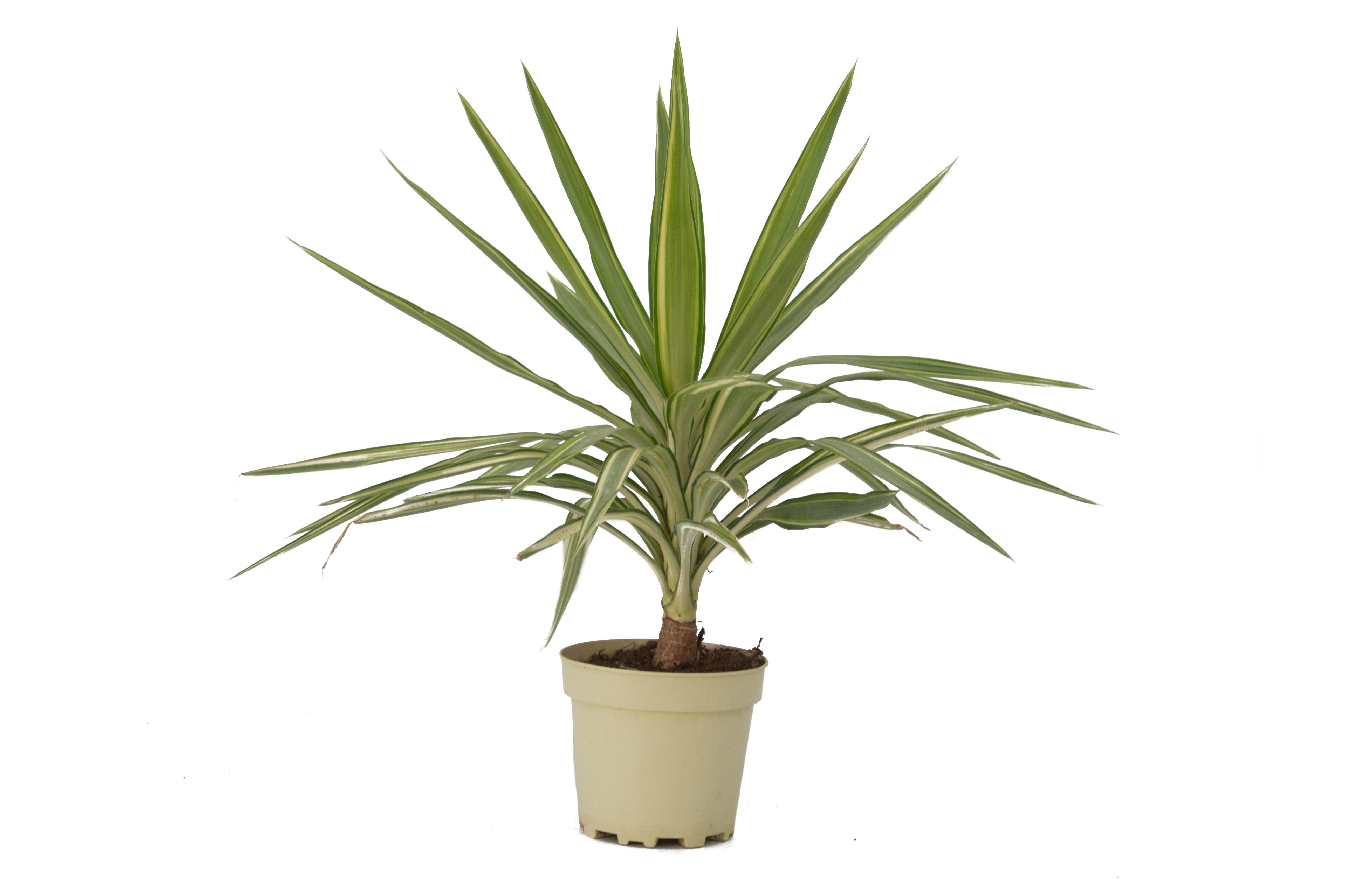 Planta de interior Yucca elephantipes 'jewel' | Leroy Merlin