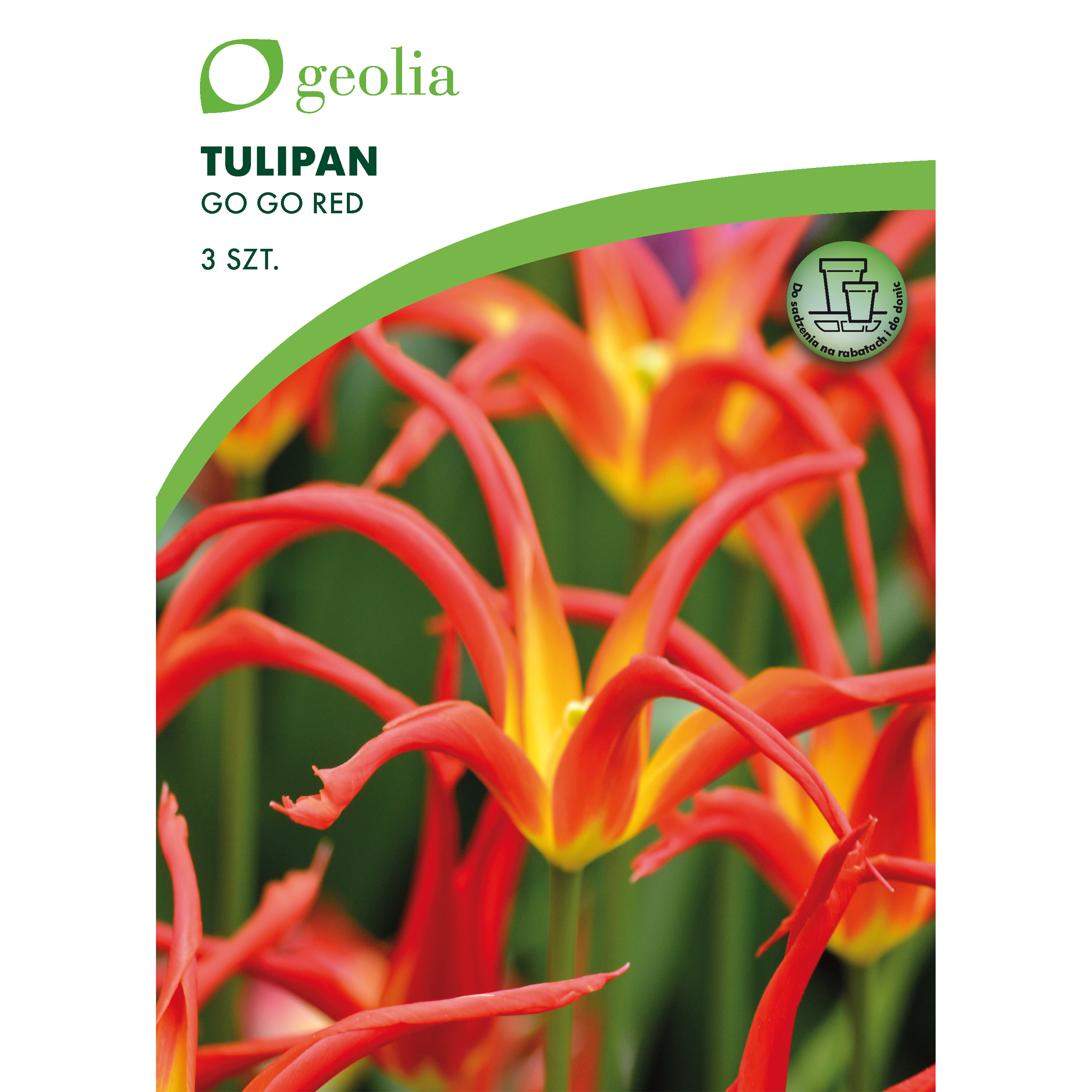 Tulipan Go Go Red 11/12 3szt. Cebulki kwiatów Geolia - Leroy Merlin