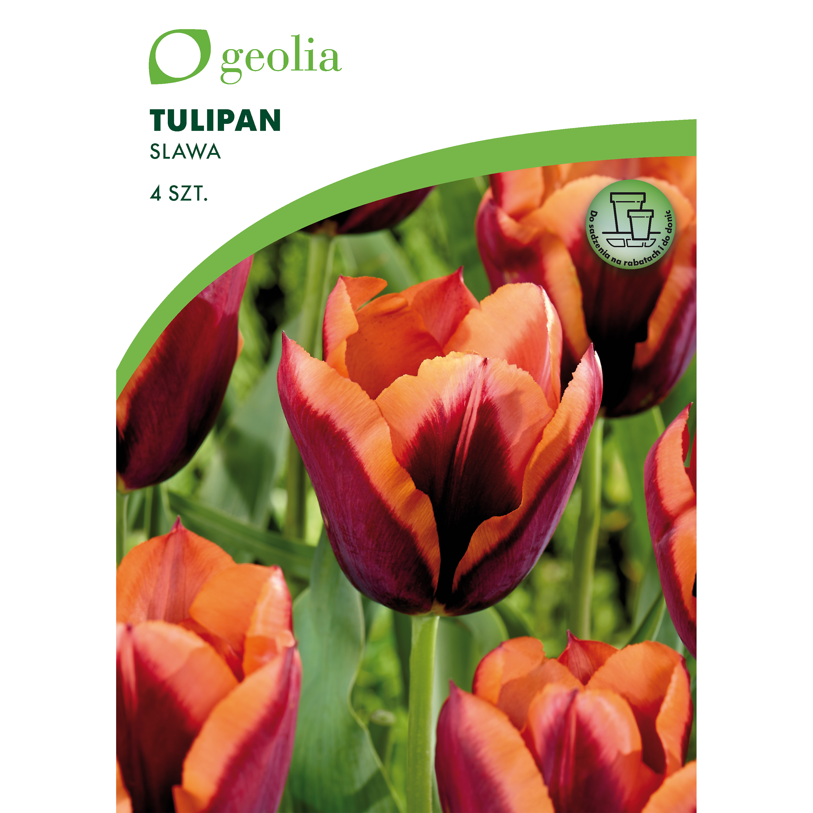 Tulipan Slava 11/12 4szt. Cebulki kwiatów Geolia - Leroy Merlin