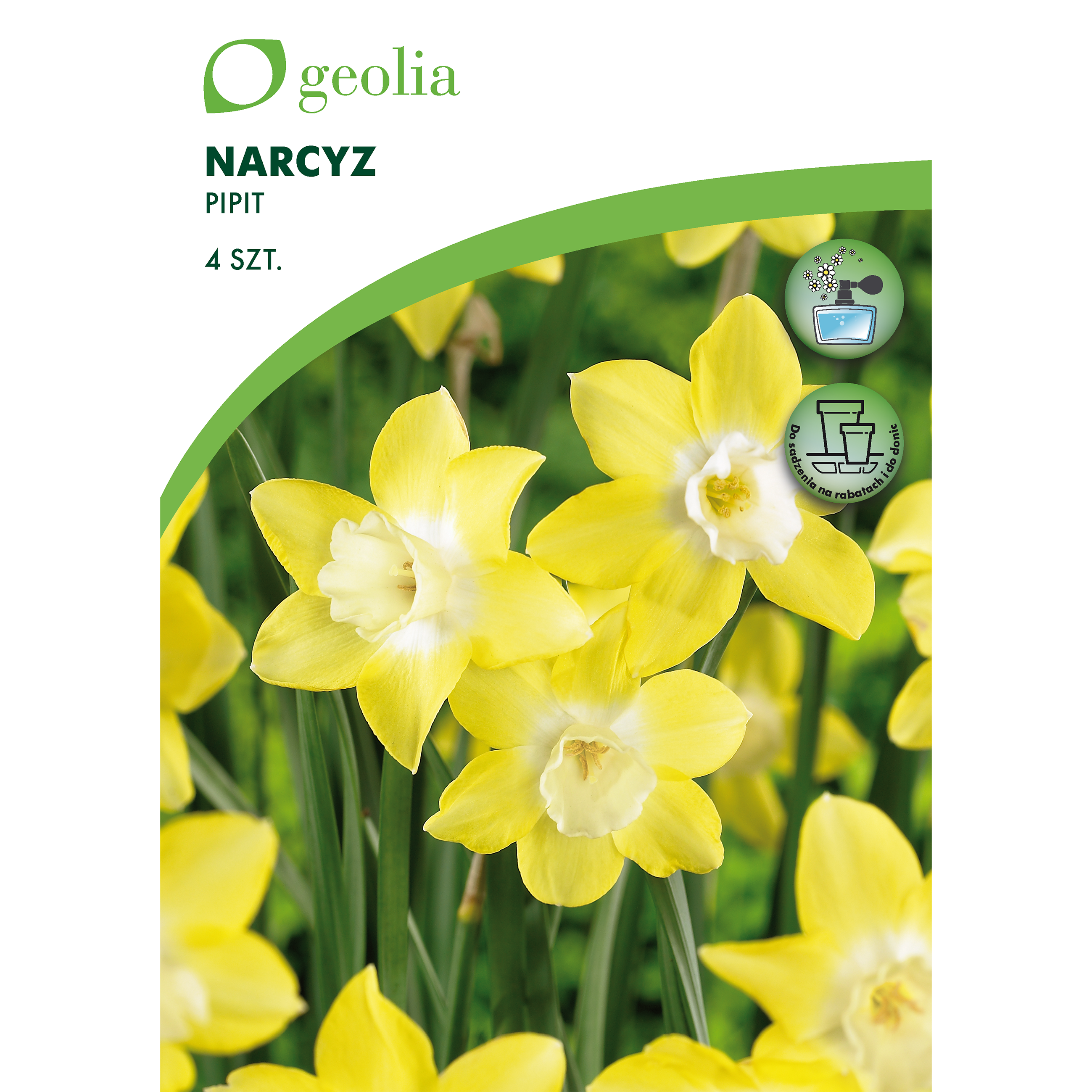 Narcyz Pipit 10/12 4szt. cebulki kwiatów Geolia - Leroy Merlin