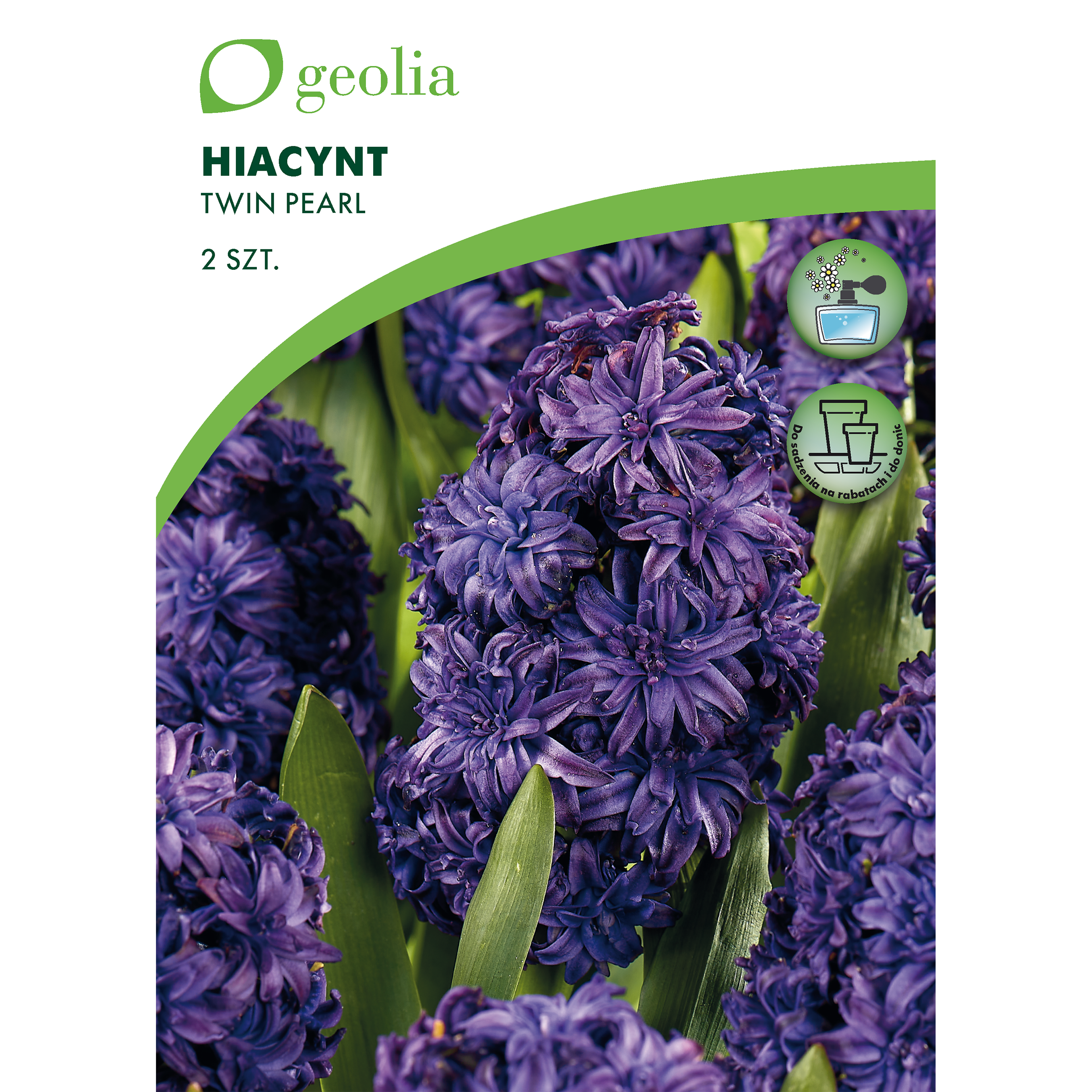Hiacynt Twin Pearl 15/16 2szt. Cebulki kwiatów Geolia - Leroy Merlin