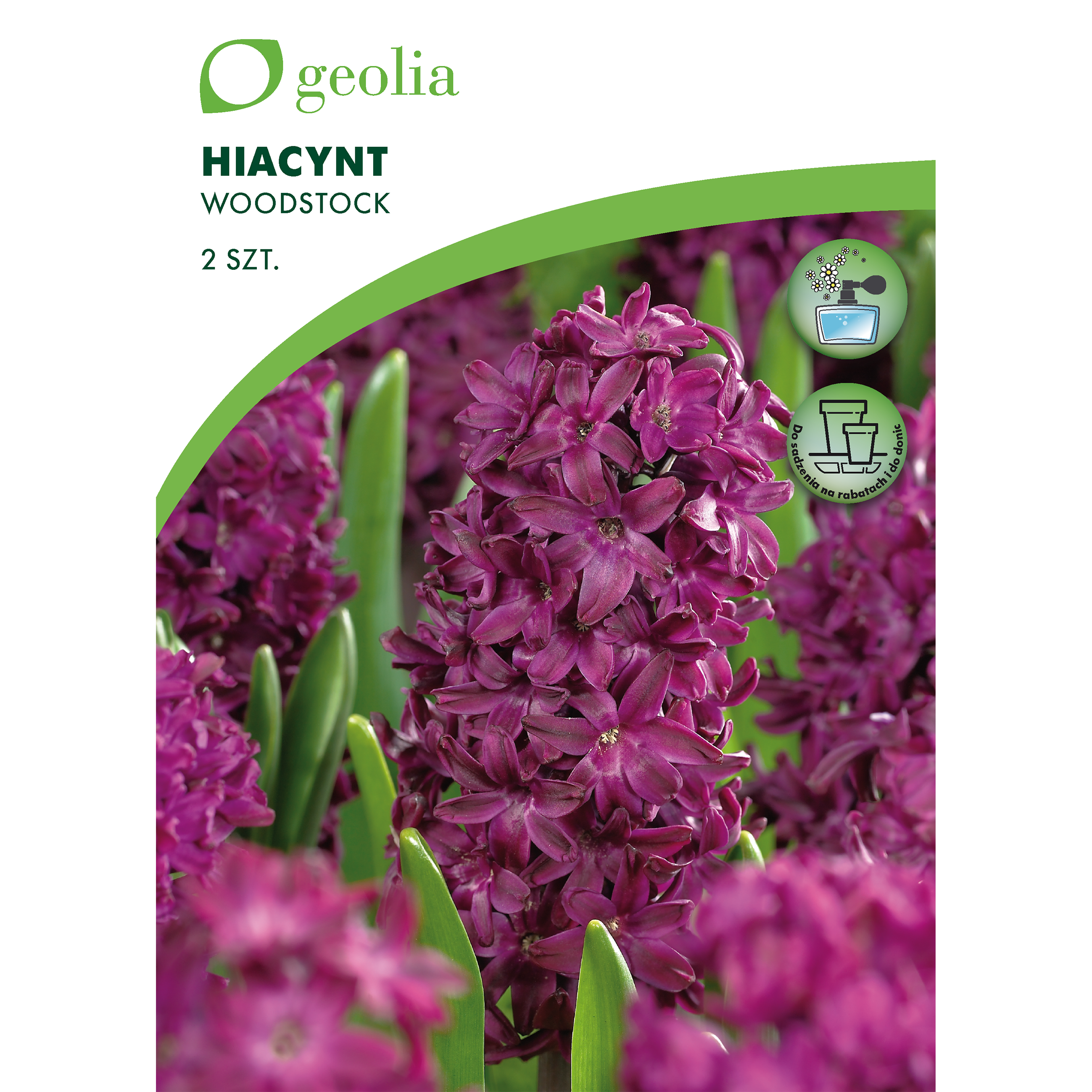Hiacynt Woodstock 15/16 2szt. Cebulki kwiatów Geolia - Leroy Merlin