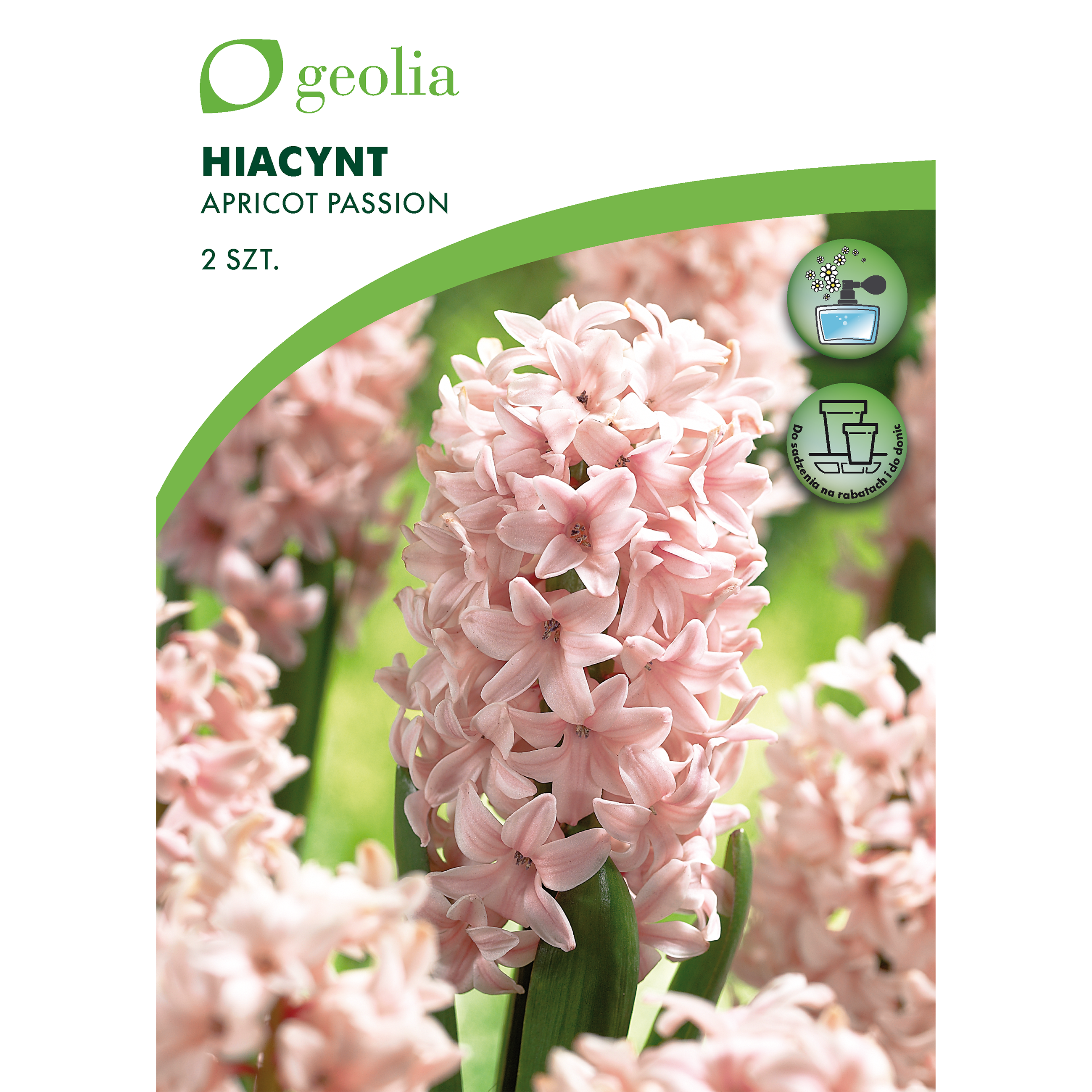 Hiacynt Apricot Pasion 15/16 2szt. Cebulki kwiatów Geolia - Leroy Merlin