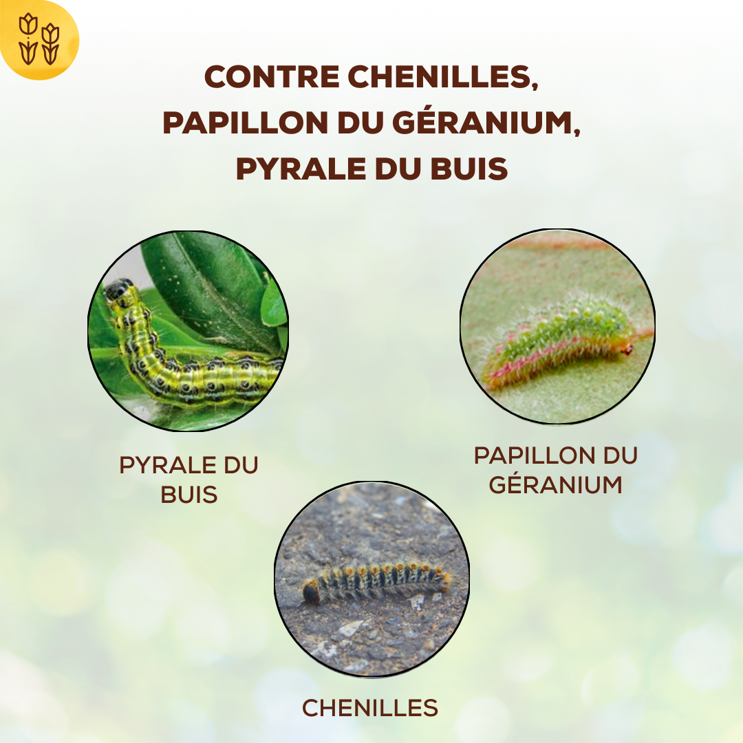 Insecticide liquide chenilles SOLABIOL, 125 ml | Leroy Merlin