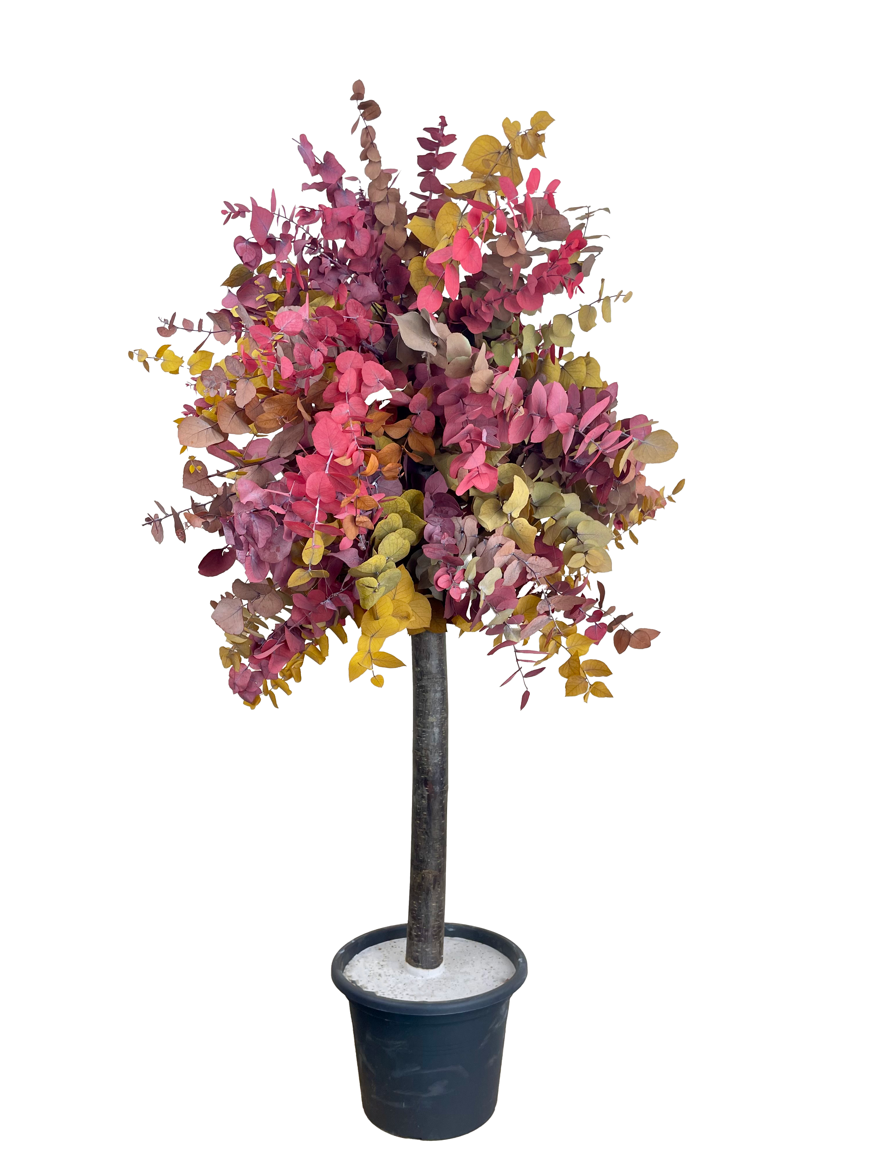 Planta con flores Eucalyptus Stuartiana en maceta de 20 cm | Leroy Merlin