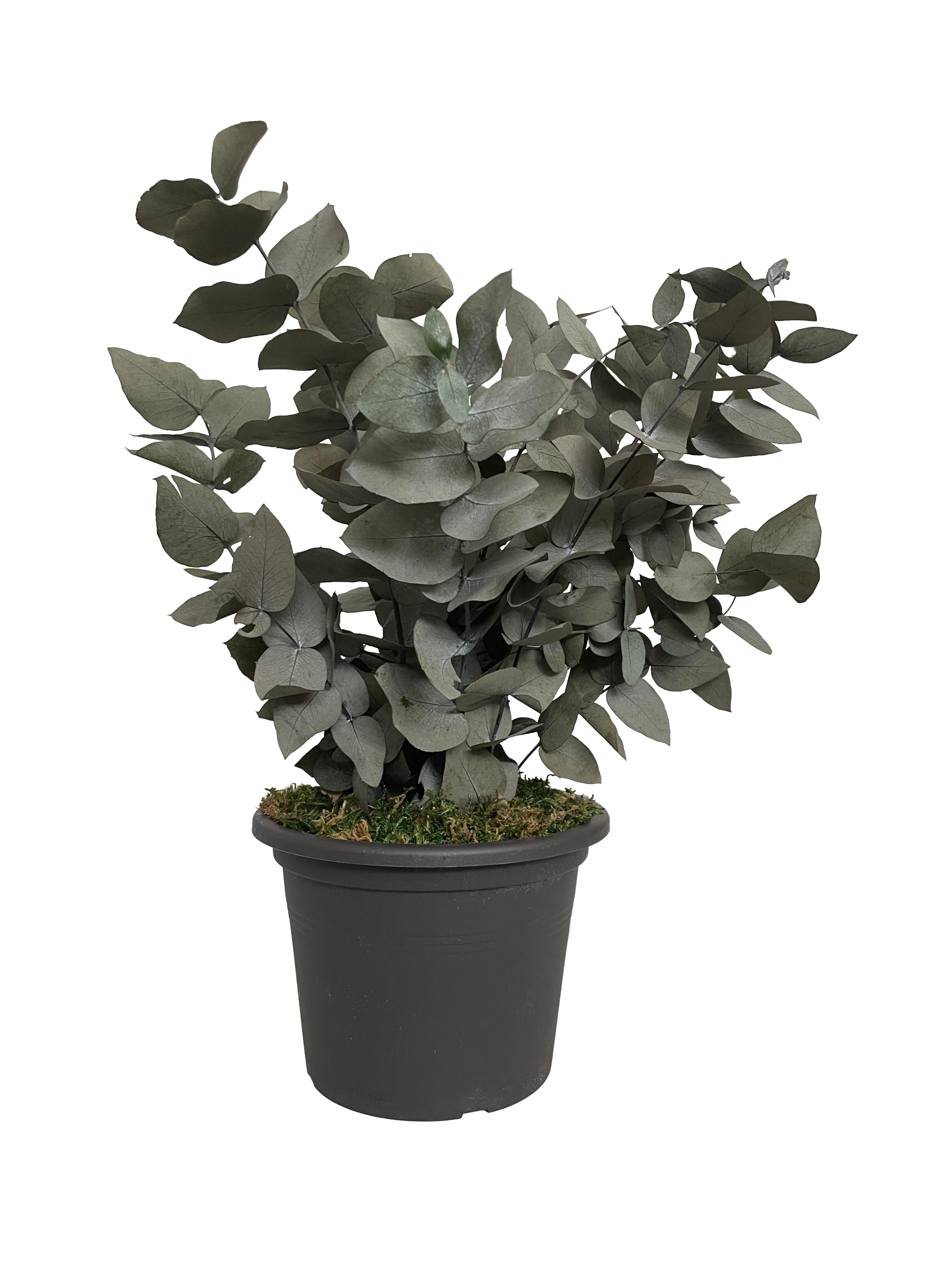 Eucalyptus Cinerea En Pot