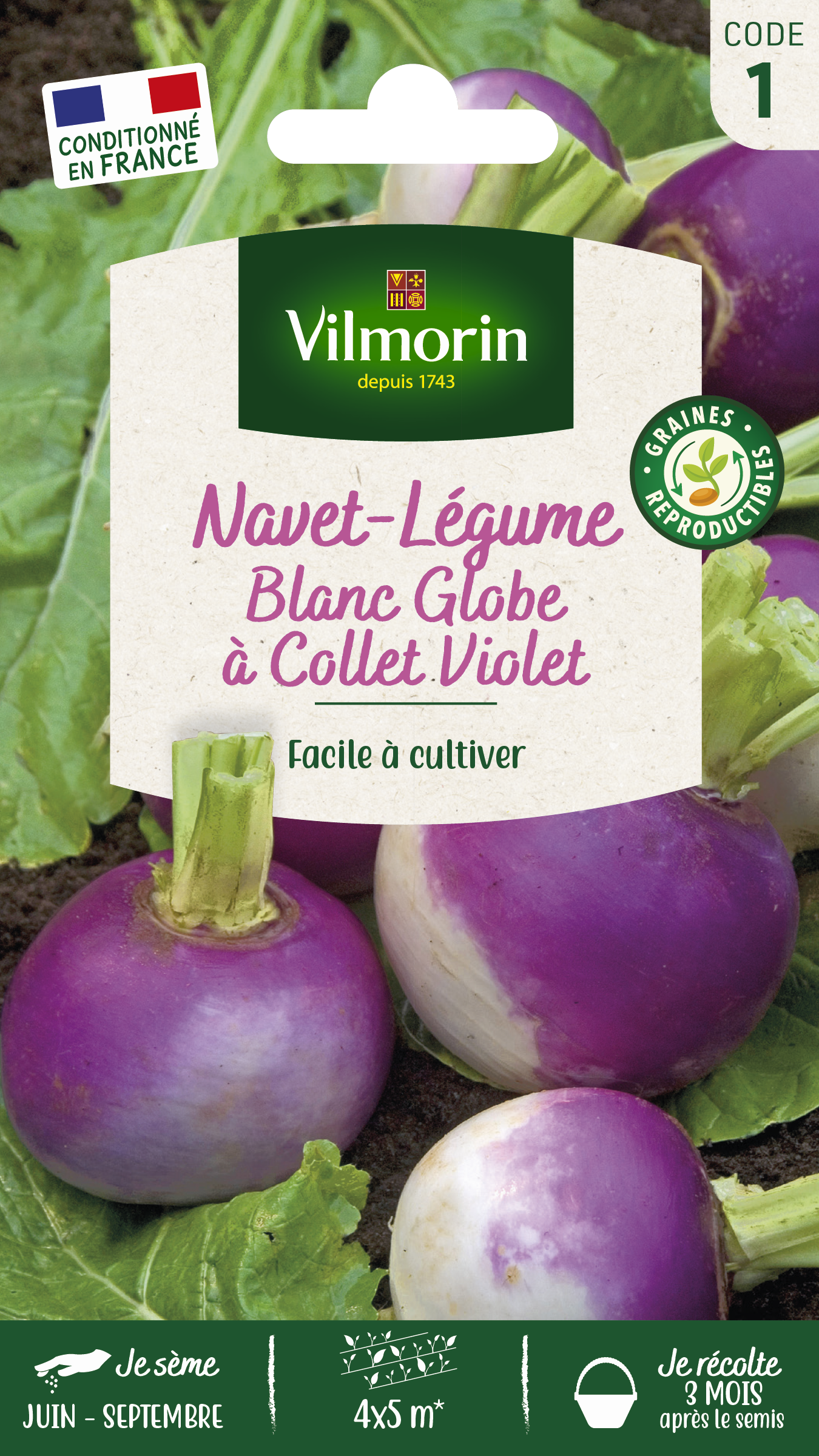 Graine potager blanc globe à collet violet race armand VILMORIN 4 g ...