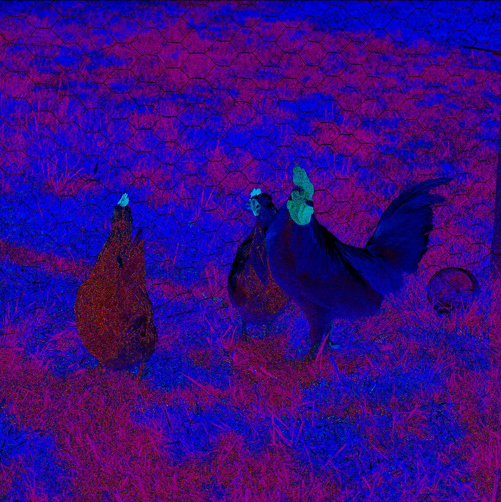 Malla Nort Galvanex 51 1x25m Ga X1 | Leroy Merlin