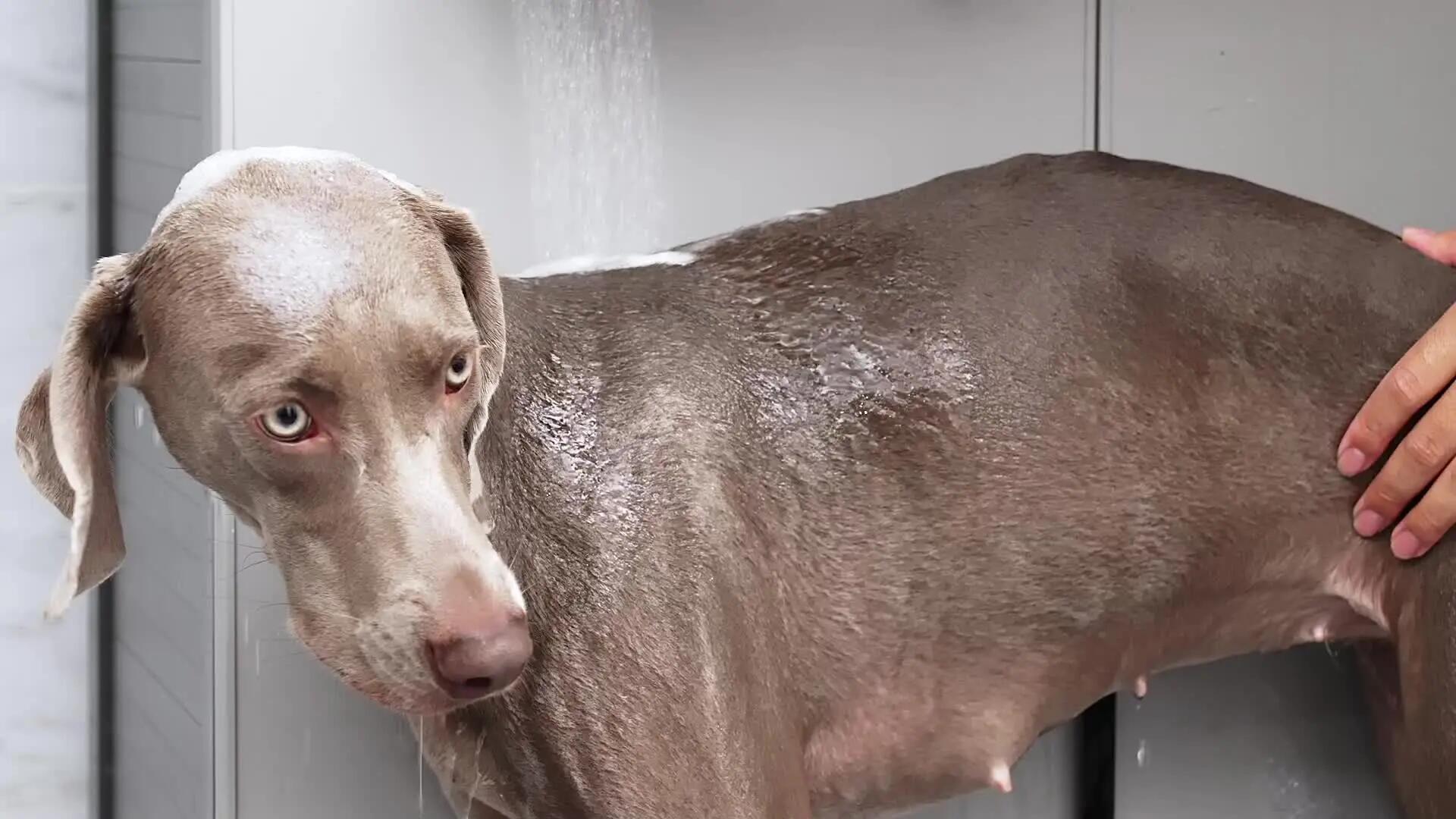 Alcachofa de ducha para mascotas IDRO BRIC Lucky blanco con 2 funciones ...