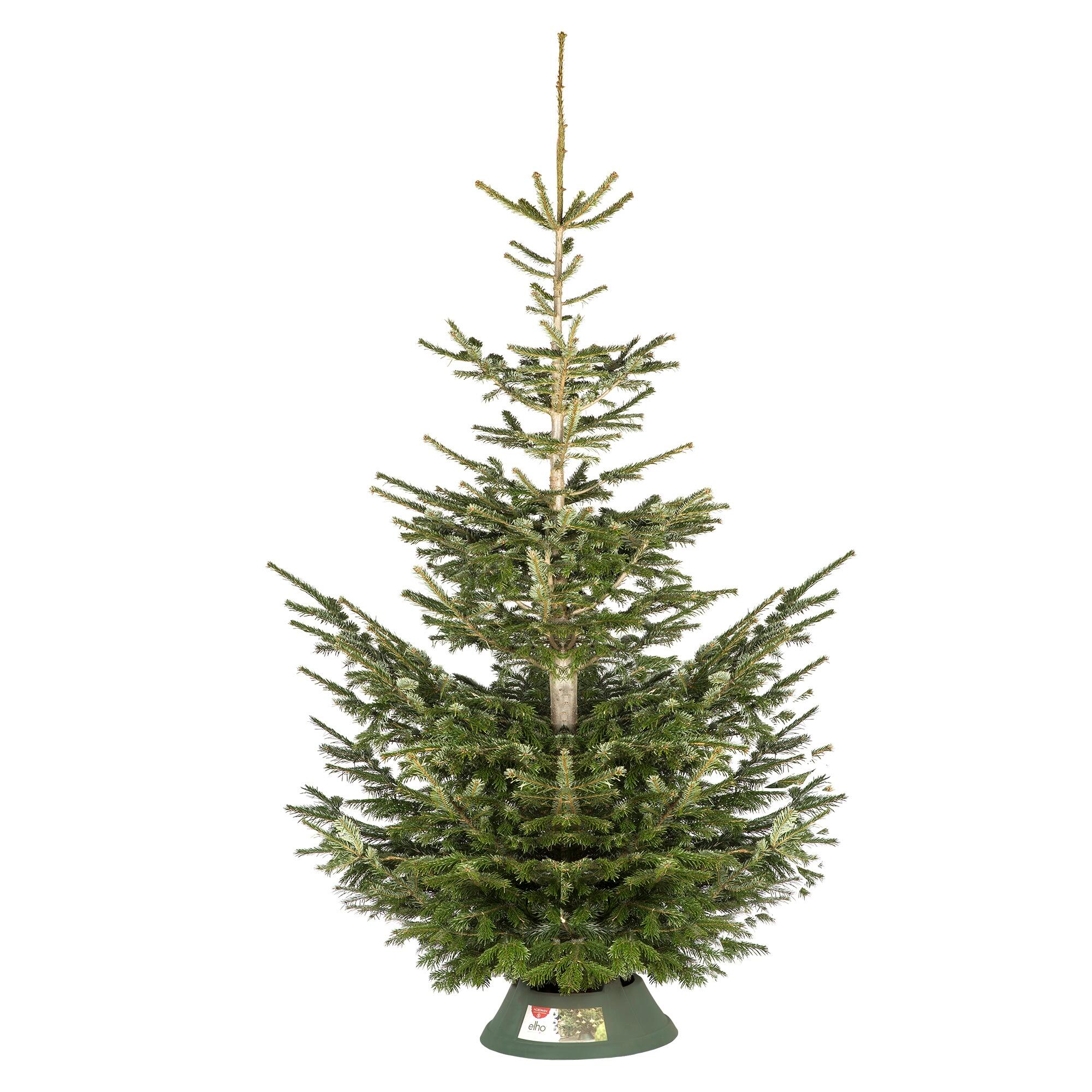 Brad natural taiat, Abies Nordmanniana, H 130 - 160 cm, calitate ...