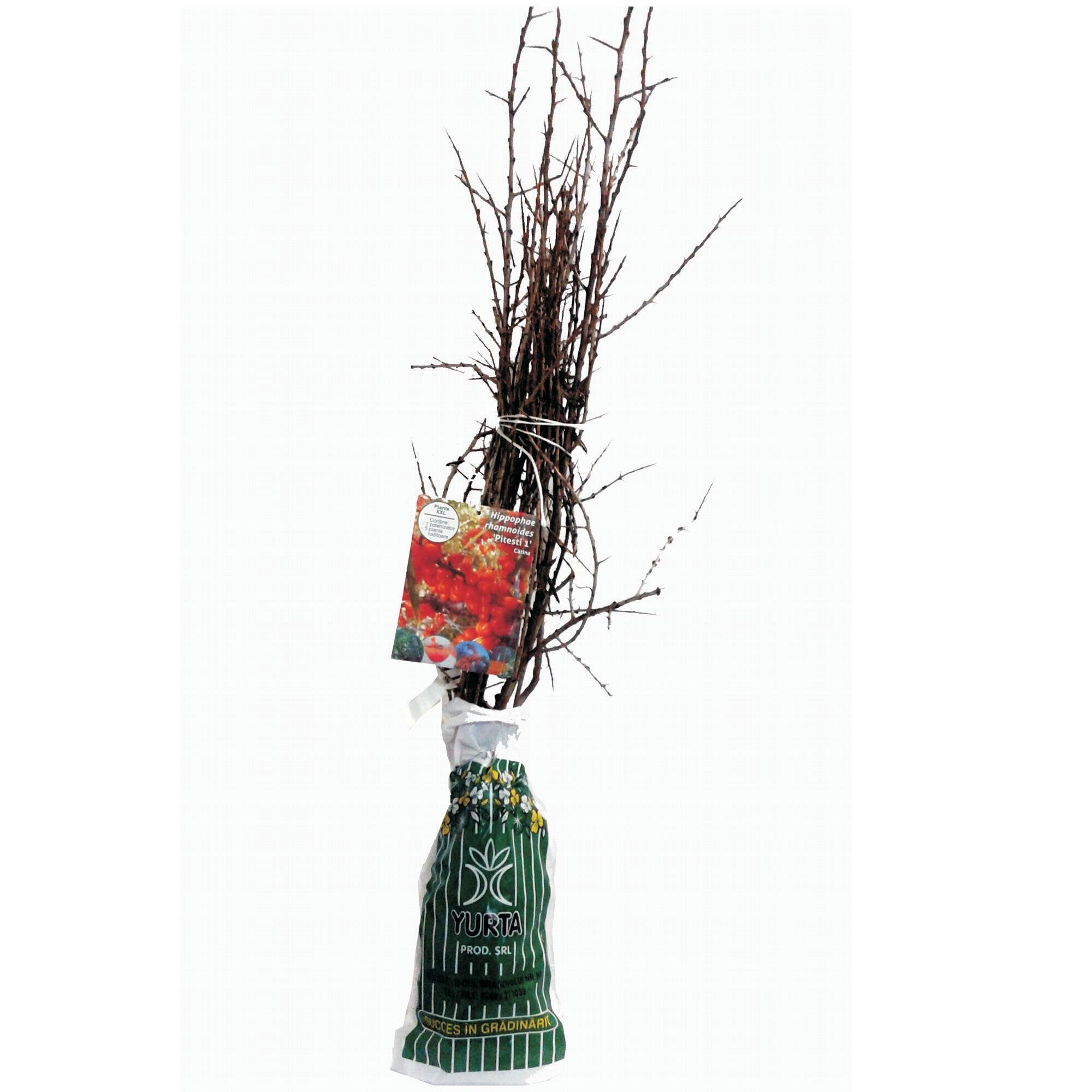 Arbust fructifer catina, diverse specii | Leroy Merlin