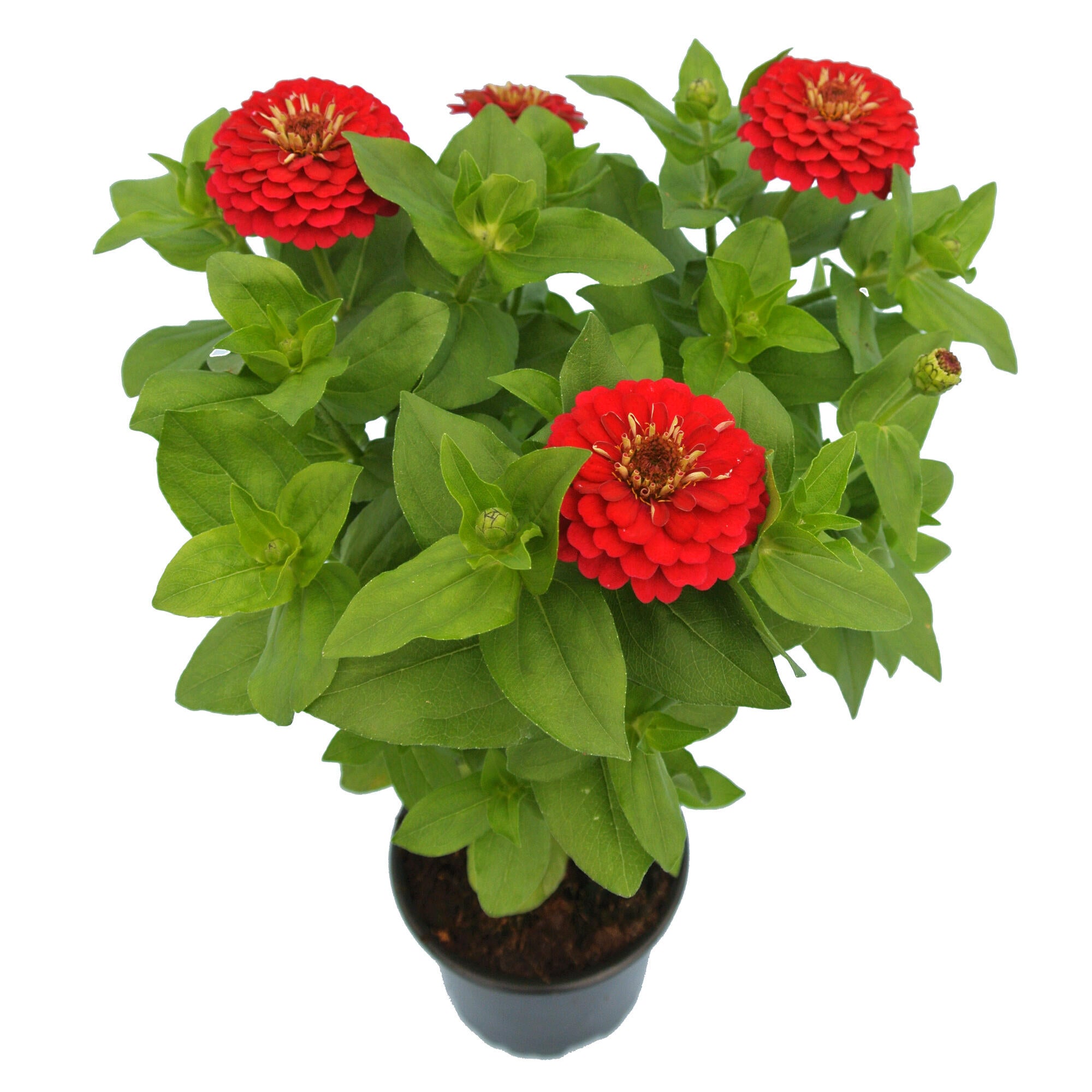 Planta de exterior cu flori Zinnia, H