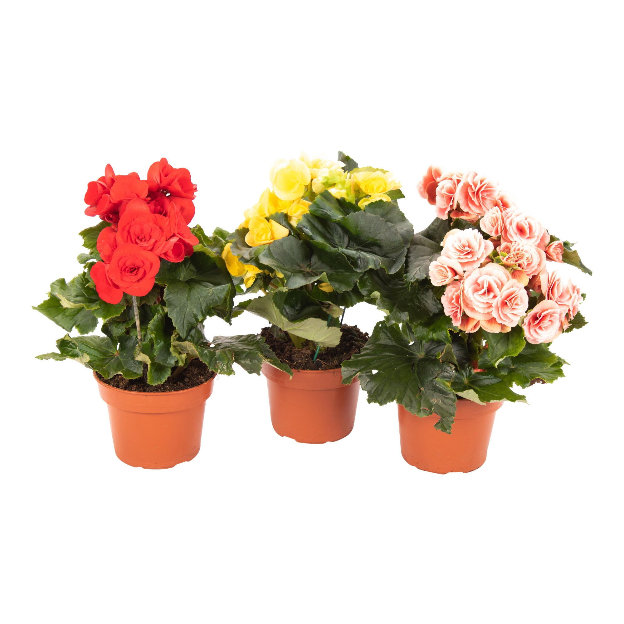 Planta cu flori Begonia, H 16 - 30 cm, Ø ghiveci 12 cm, diverse culori ...