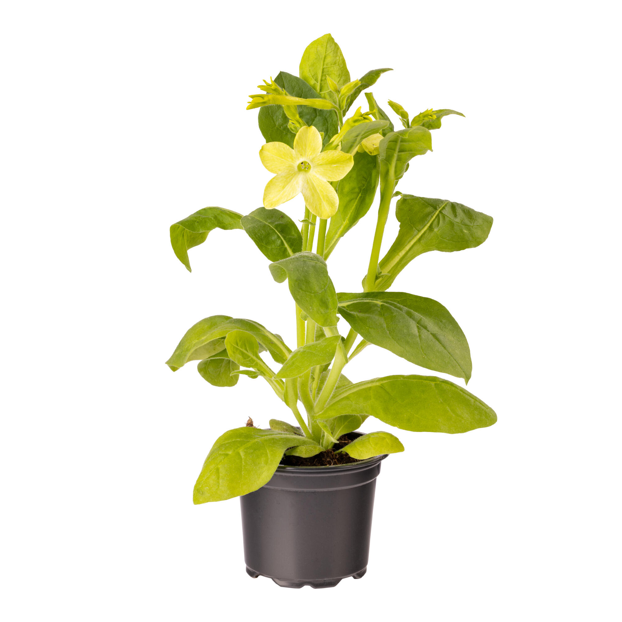 Planta decorativa Nicotiana Alata, Ø 9 cm | Leroy Merlin