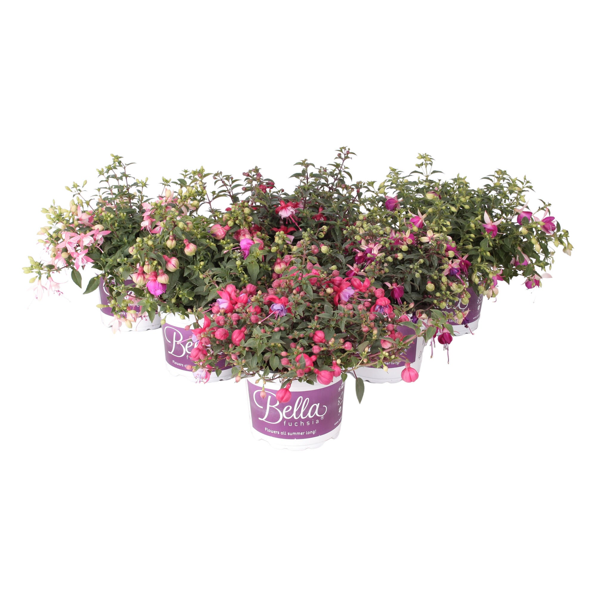 Planta de exterior cu flori, Bella Fuchsia, H
