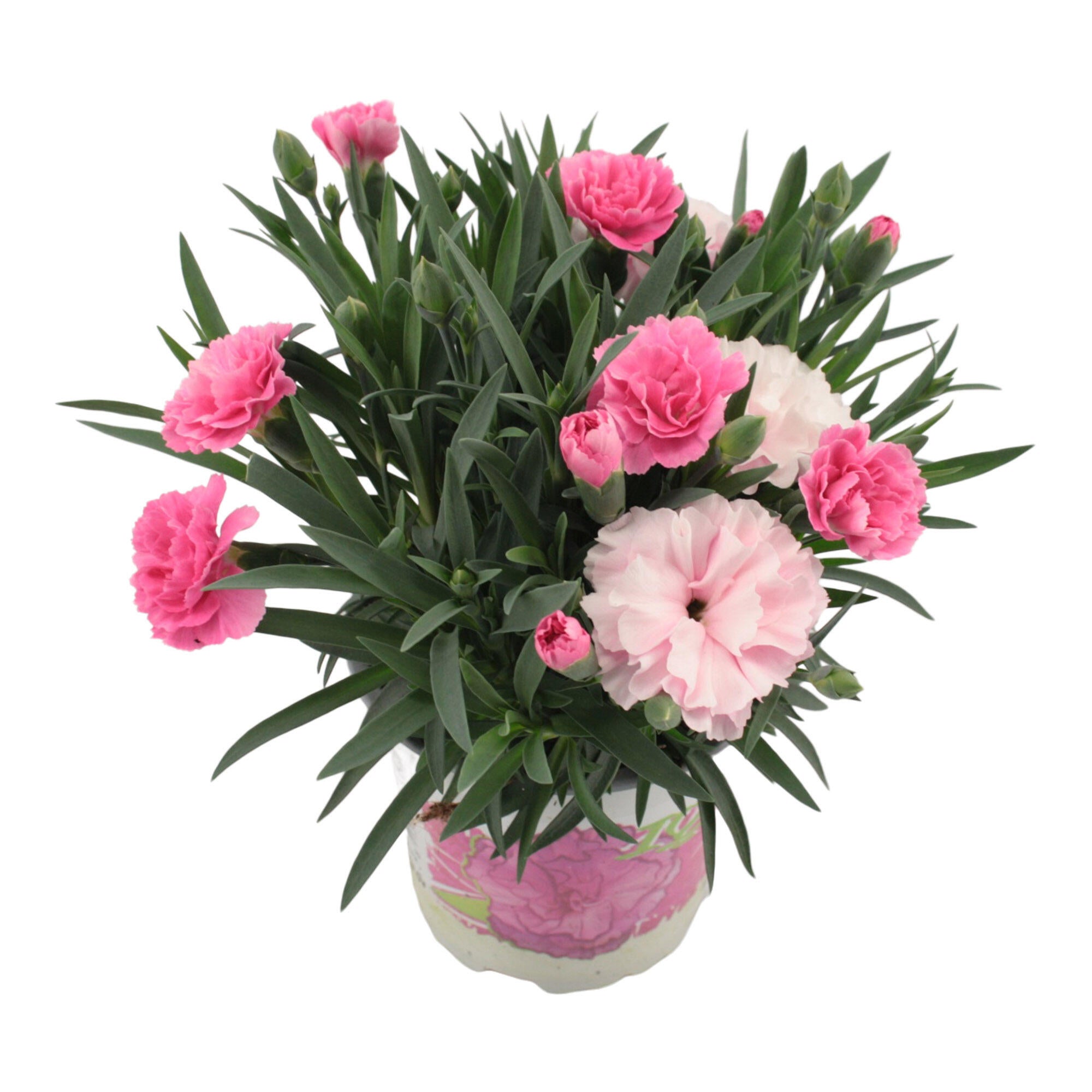Planta cu flori Dianthus garofita Pompom bicolor, H 15 cm, Ø ghiveci 10 ...