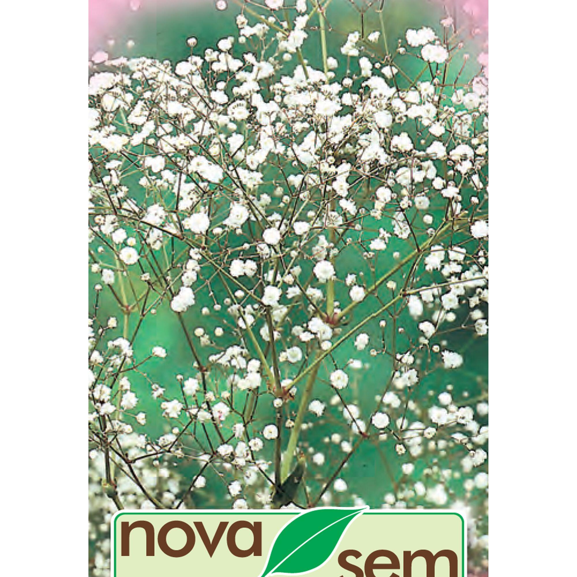 Seminte flori de primavara, Floarea miresei, alb, Novasem | Leroy Merlin