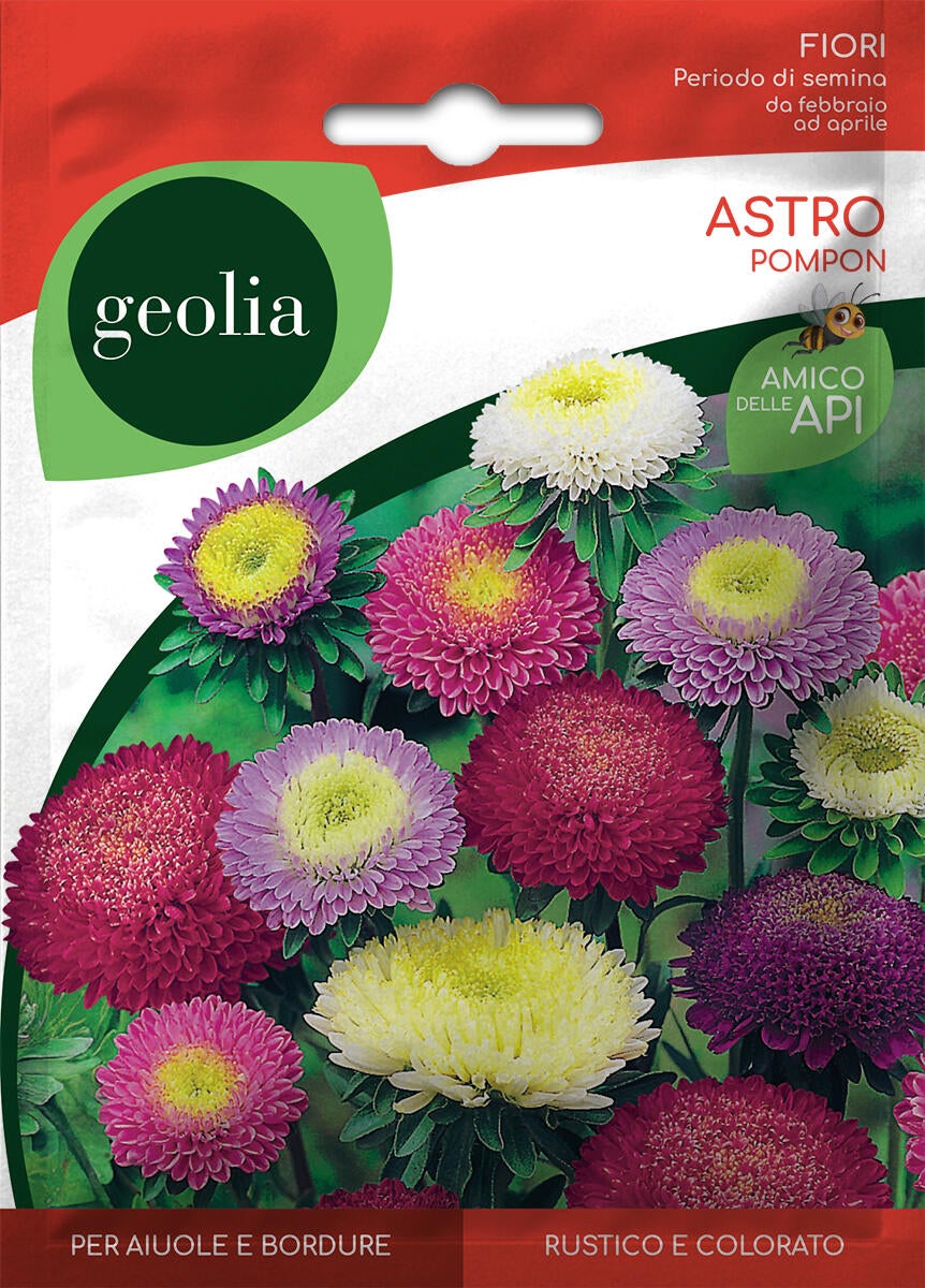 Semi per fiori di Astro pompon GEOLIA 0.01 g | Leroy Merlin