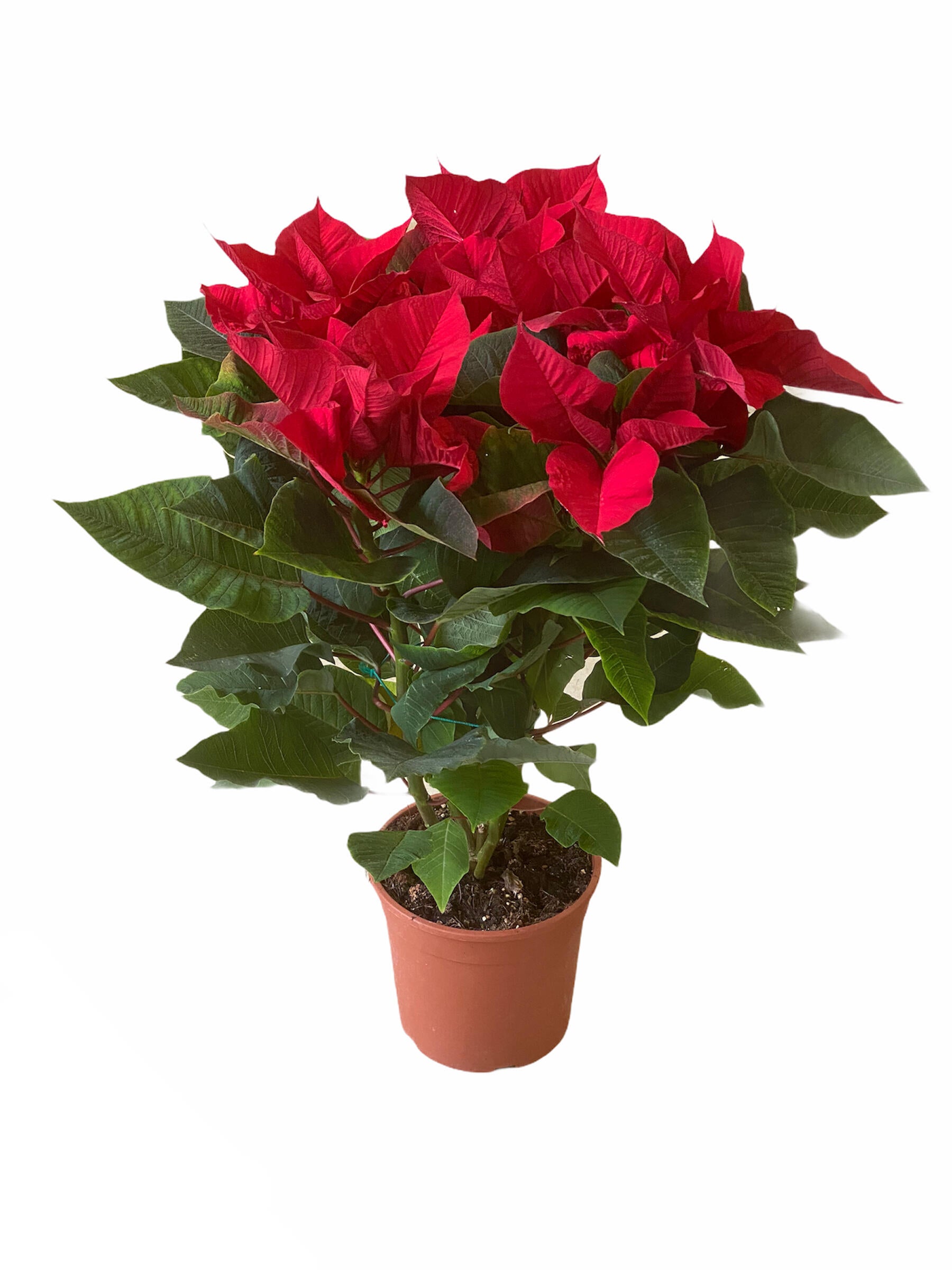 Pianta da interno Stella di Natale Poinsettia vaso 17 | Leroy Merlin