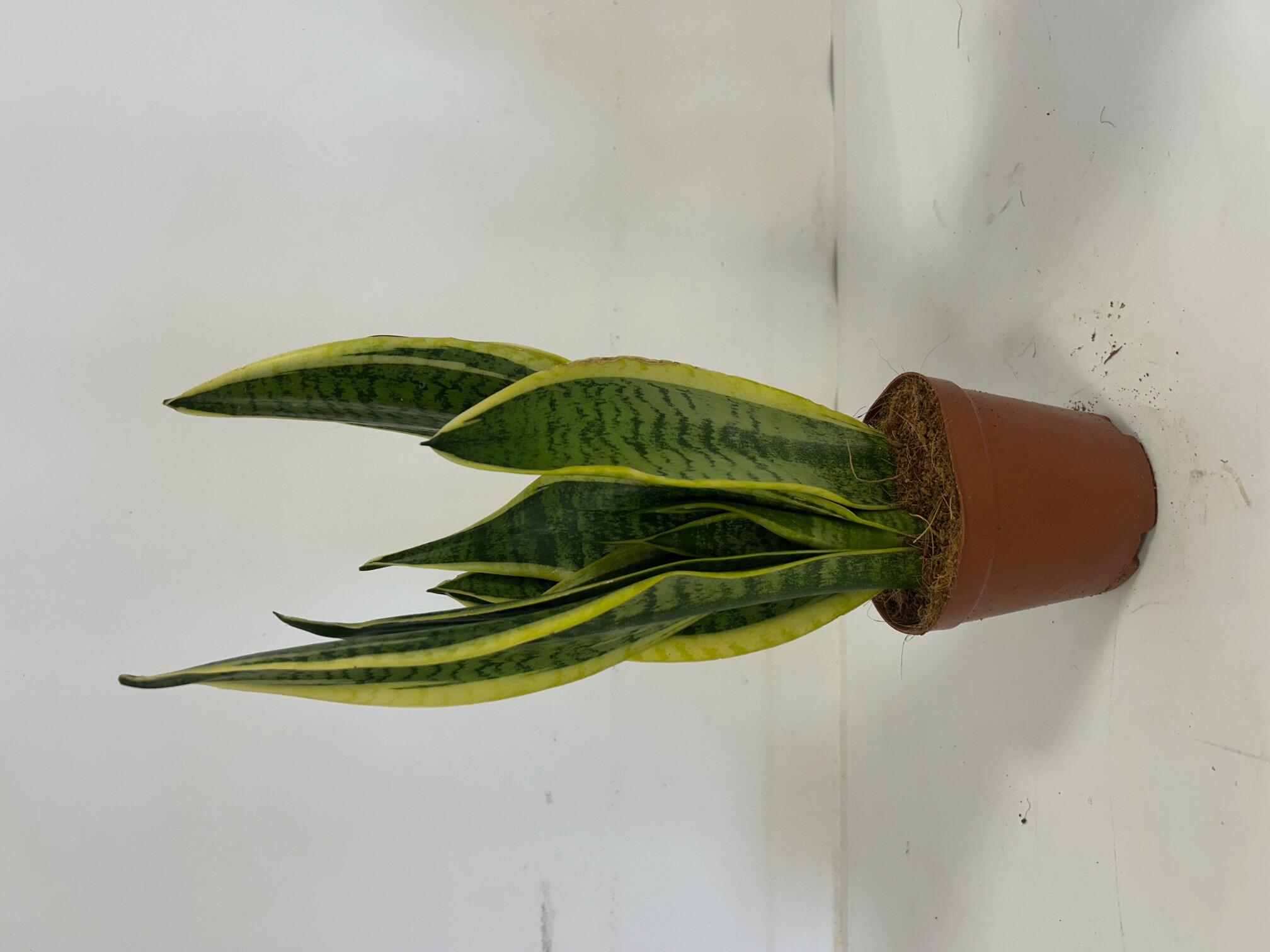 Pianta da interno SANSEVERIA V. 12 | Leroy Merlin