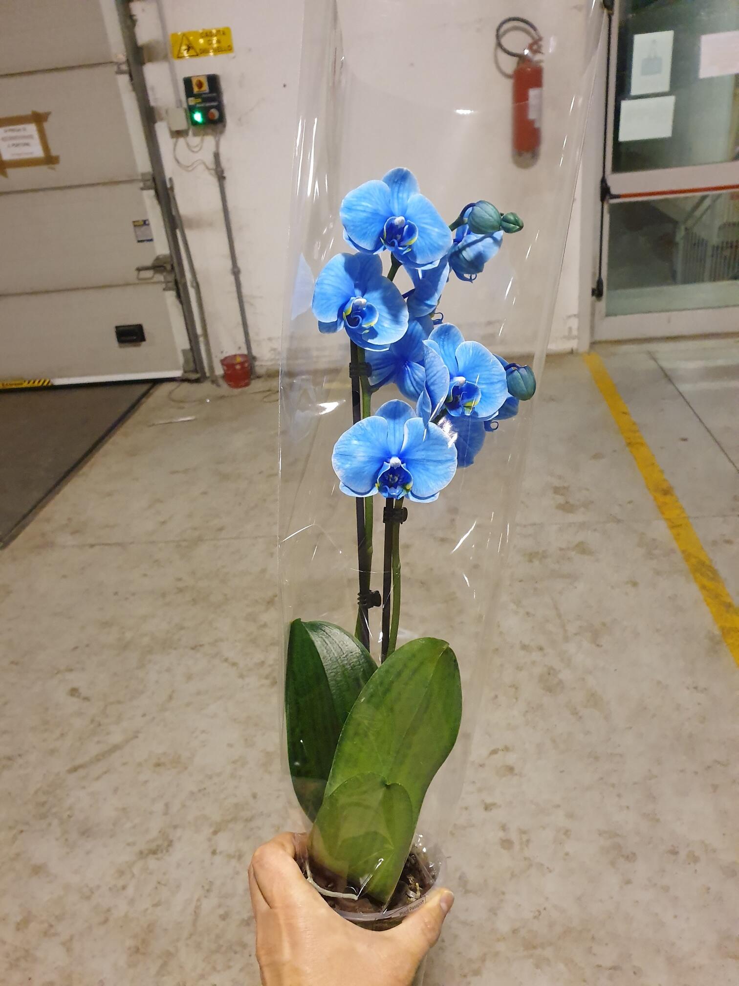 Pianta da interno PHALENOPSIS BLU 2R | Leroy Merlin