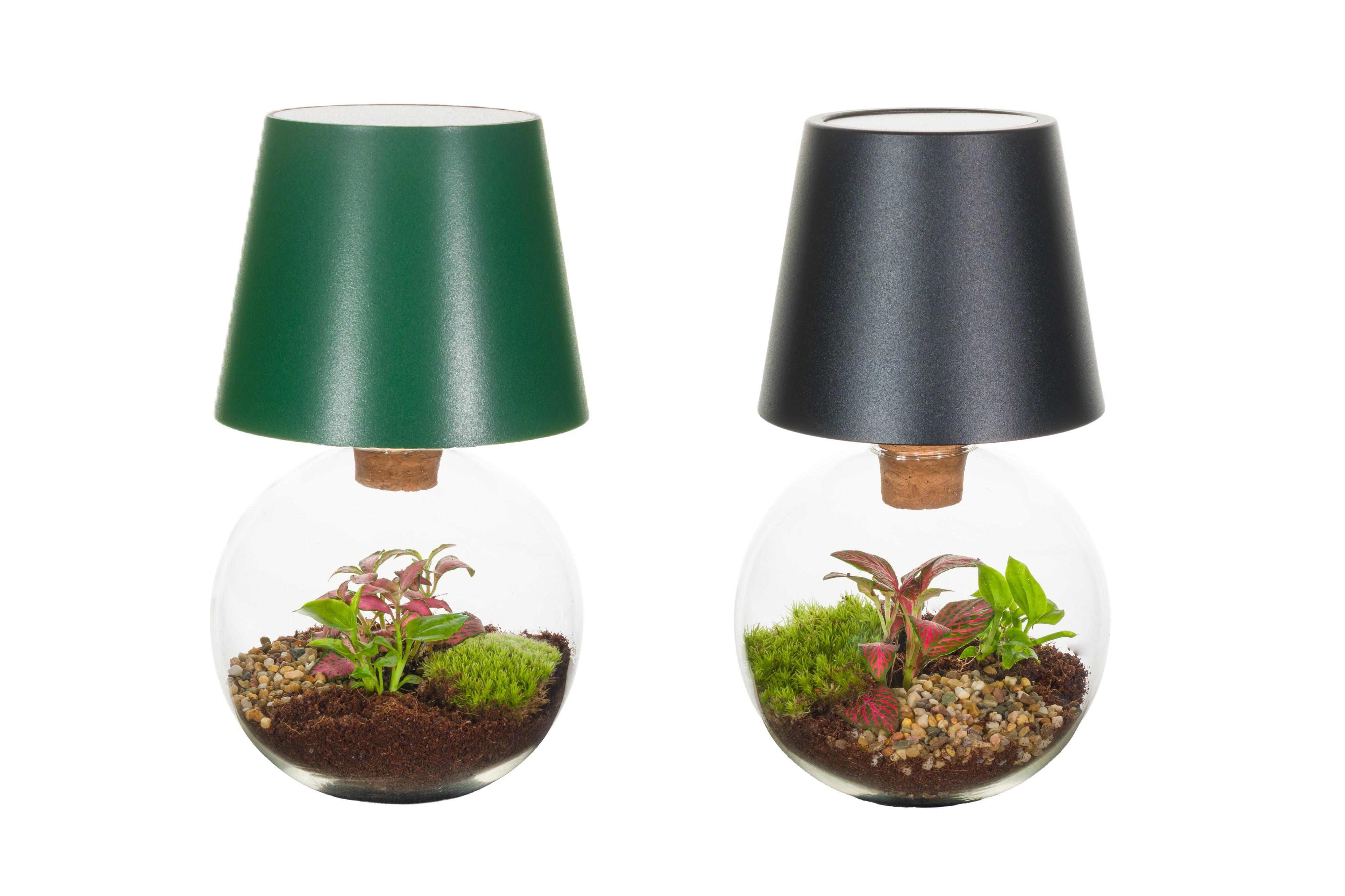 Terrario lámpara LED planta verde Fittonia 12 cm | Leroy Merlin