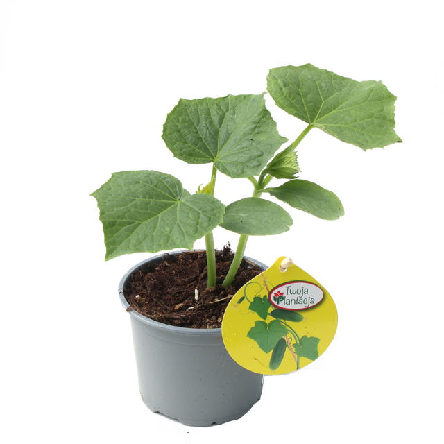 Sadzonki warzyw, ziół i owoców