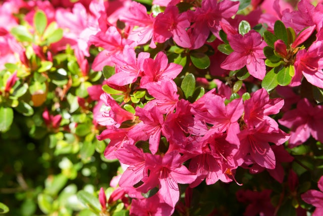 Azalee de Gradina, Japoneza - Plantare & Ingrijire | Leroy Merlin