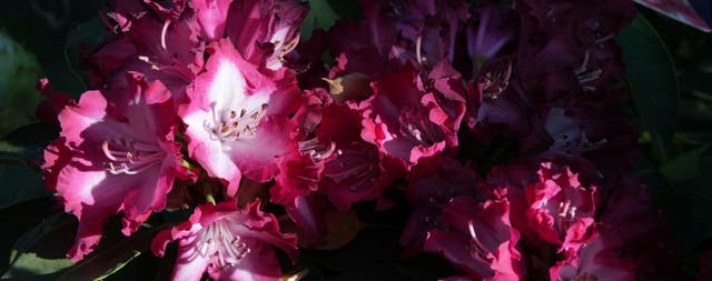 Azalee de Gradina, Japoneza - Plantare & Ingrijire | Leroy Merlin