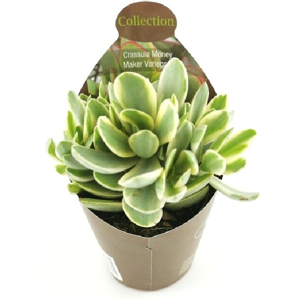 Pianta di crassula money maker variegata da interno vaso ø 6.5 cm ...
