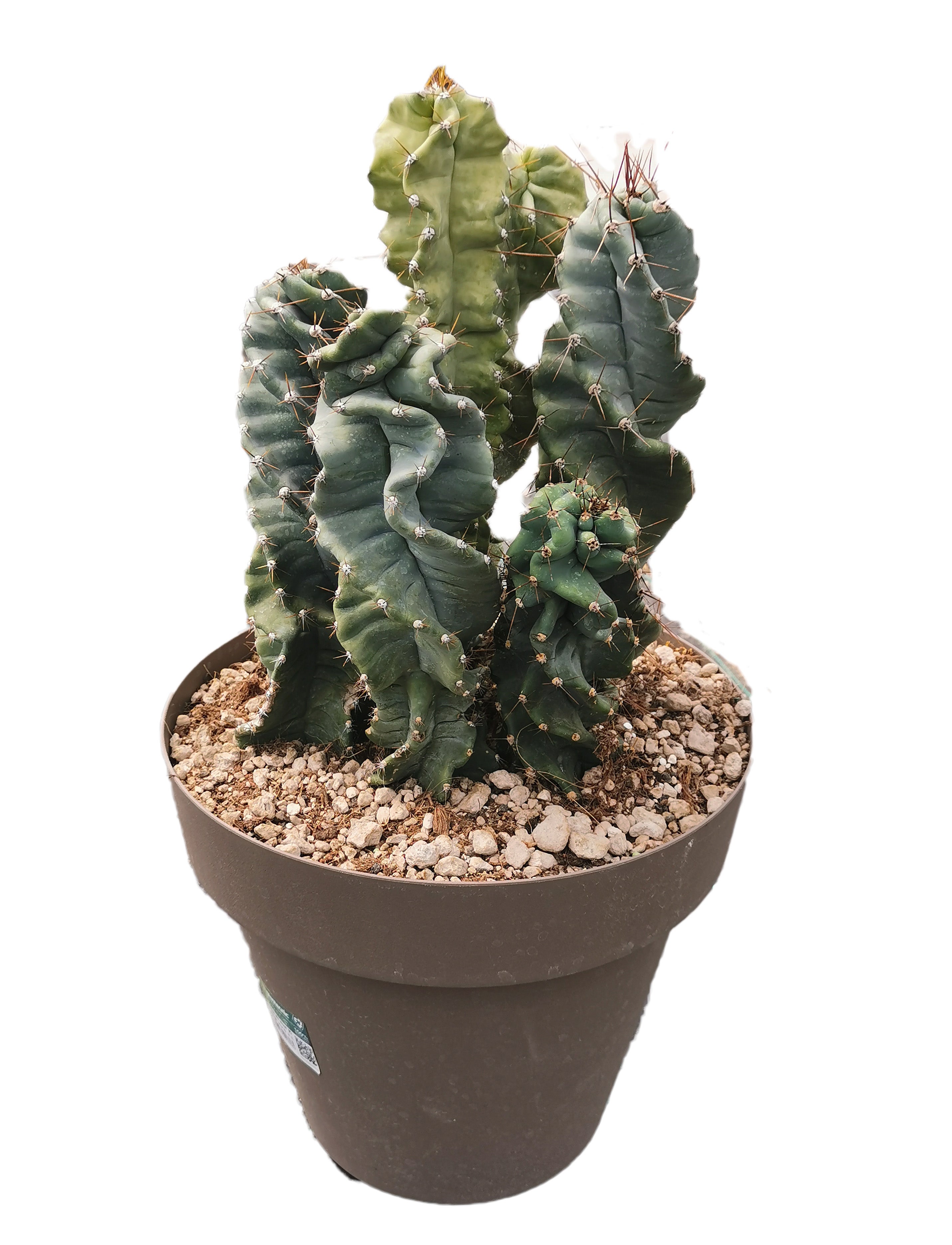 Pianta da interno CEREUS FORBESII SPIRALIS - VASO DI.CM30 | Leroy Merlin