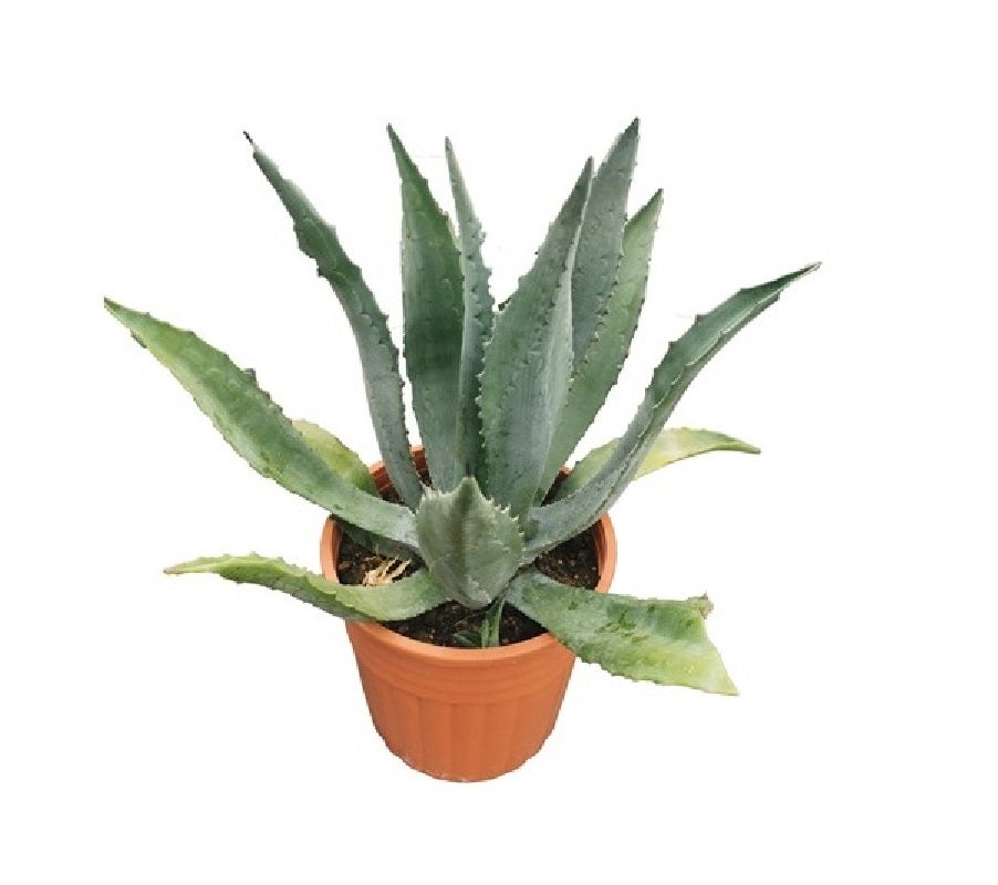 Pianta da interno AGAVE AMERICANA - VASO DIAM.CM. 35 | Leroy Merlin