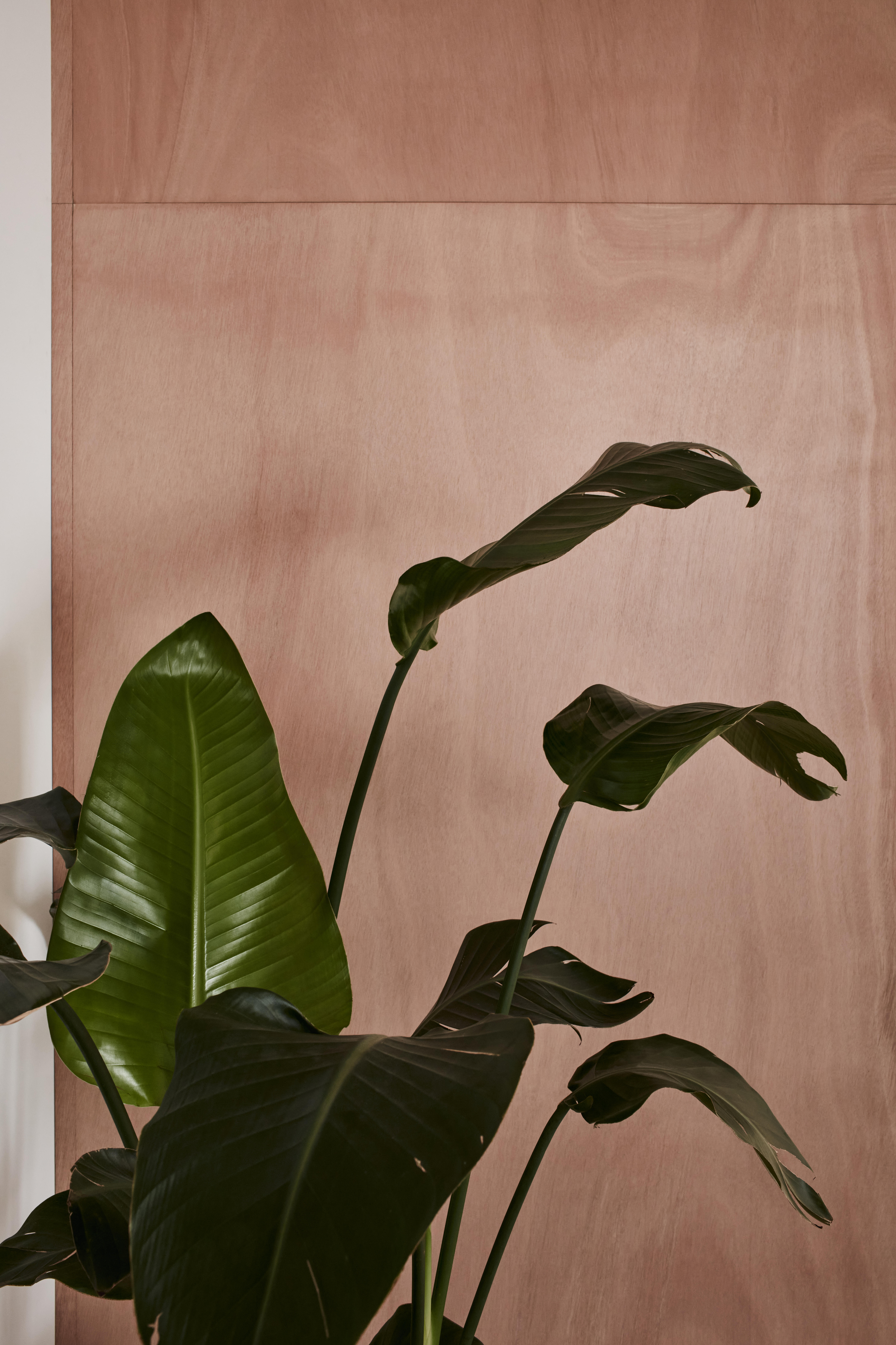 Panneau contreplaqué okoumé extérieur, Ep.22 mm x L.250 x l.122 cm ...