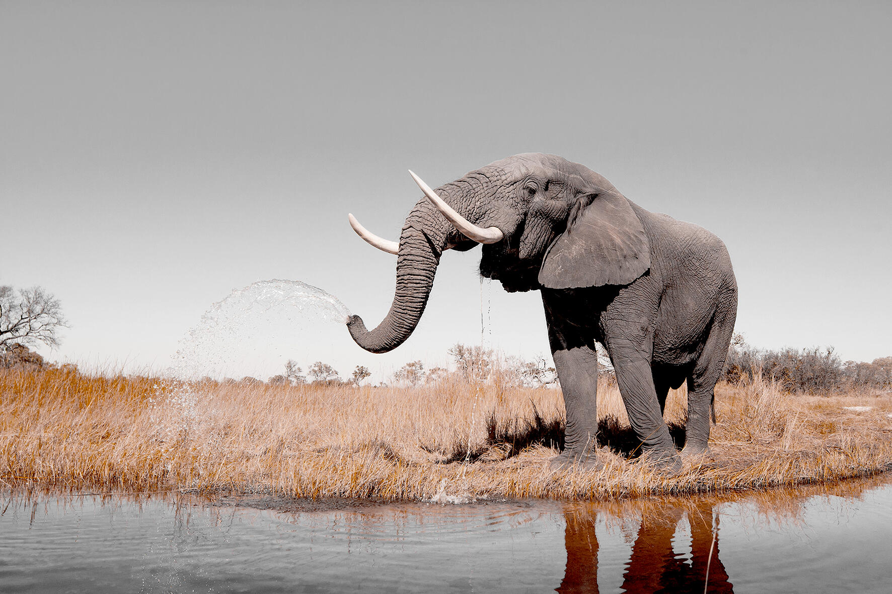 Toile elephant, multicolore CEANOTHE l.65 x H.45 cm | Leroy Merlin