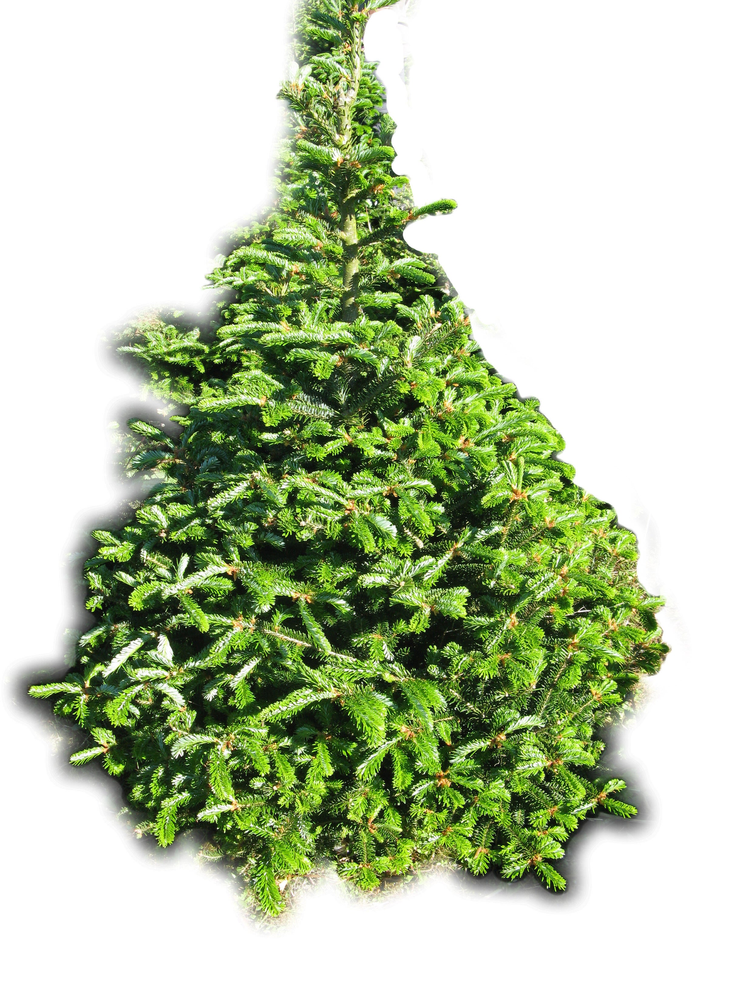 Sapin naturel Fraseri 1er CHOIX coupé H.150/200 cm + bûche | Leroy Merlin