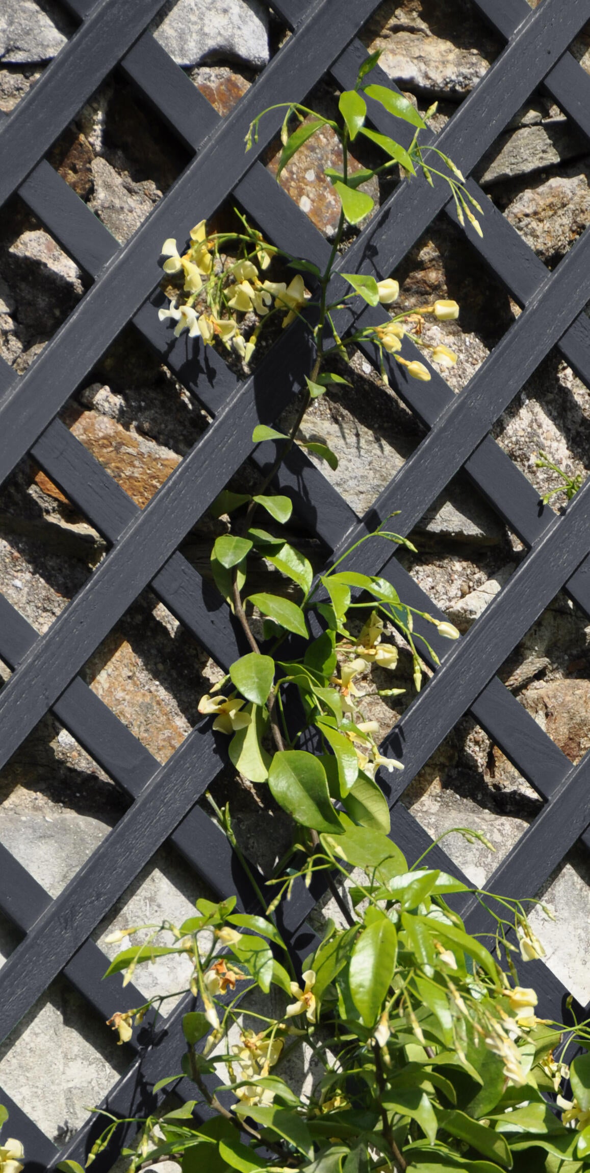 Panneau treillis bois ajouré Maille Losange, l.100 x H.197 cm, gris ...