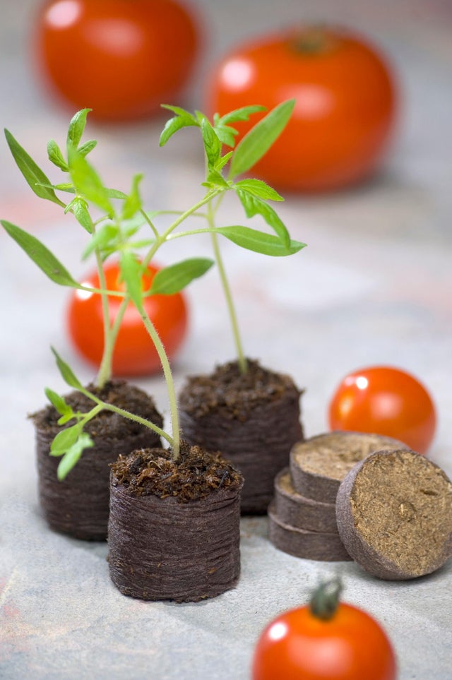 Tourbe blonde jardin au meilleur prix | Leroy Merlin