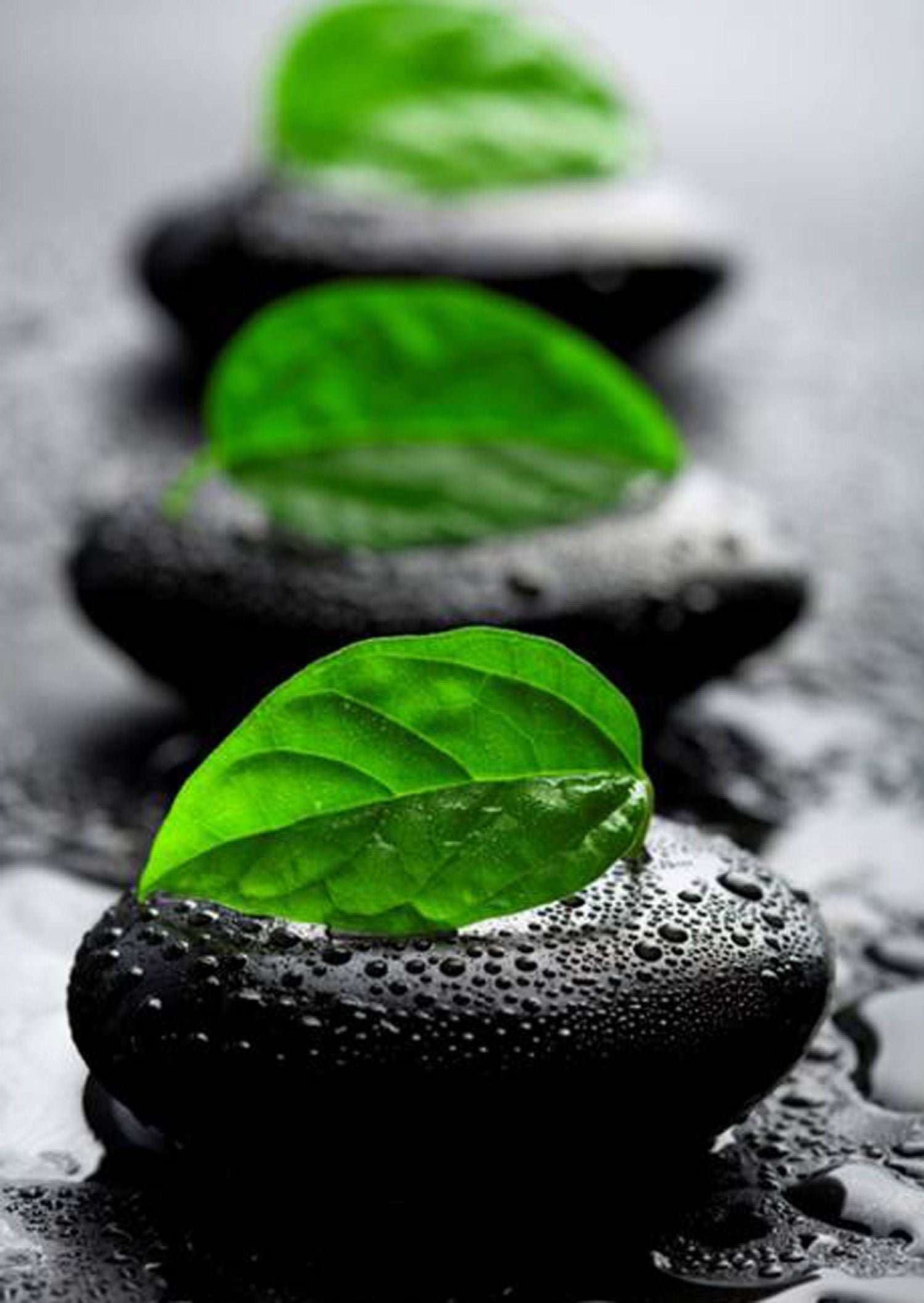 Affiche zen, noir&blanc, vert l.50 x H.70 cm | Leroy Merlin