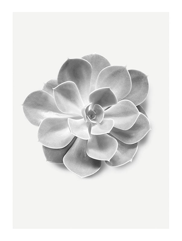 Affiche Succulent Aeonium, blanc et gris KOMAR l.30 x H.40 cm | Leroy ...